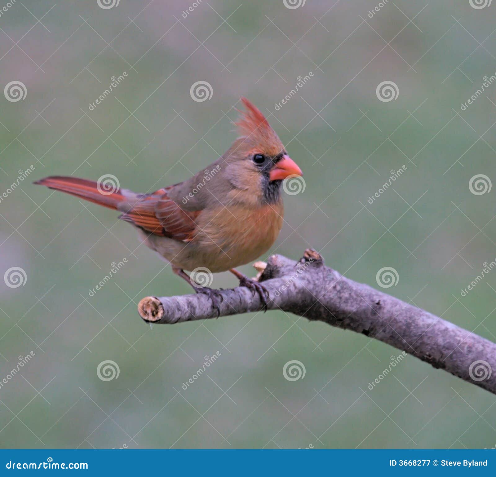 Cardinal in Winter stock image. Image of nature, avian - 3668277