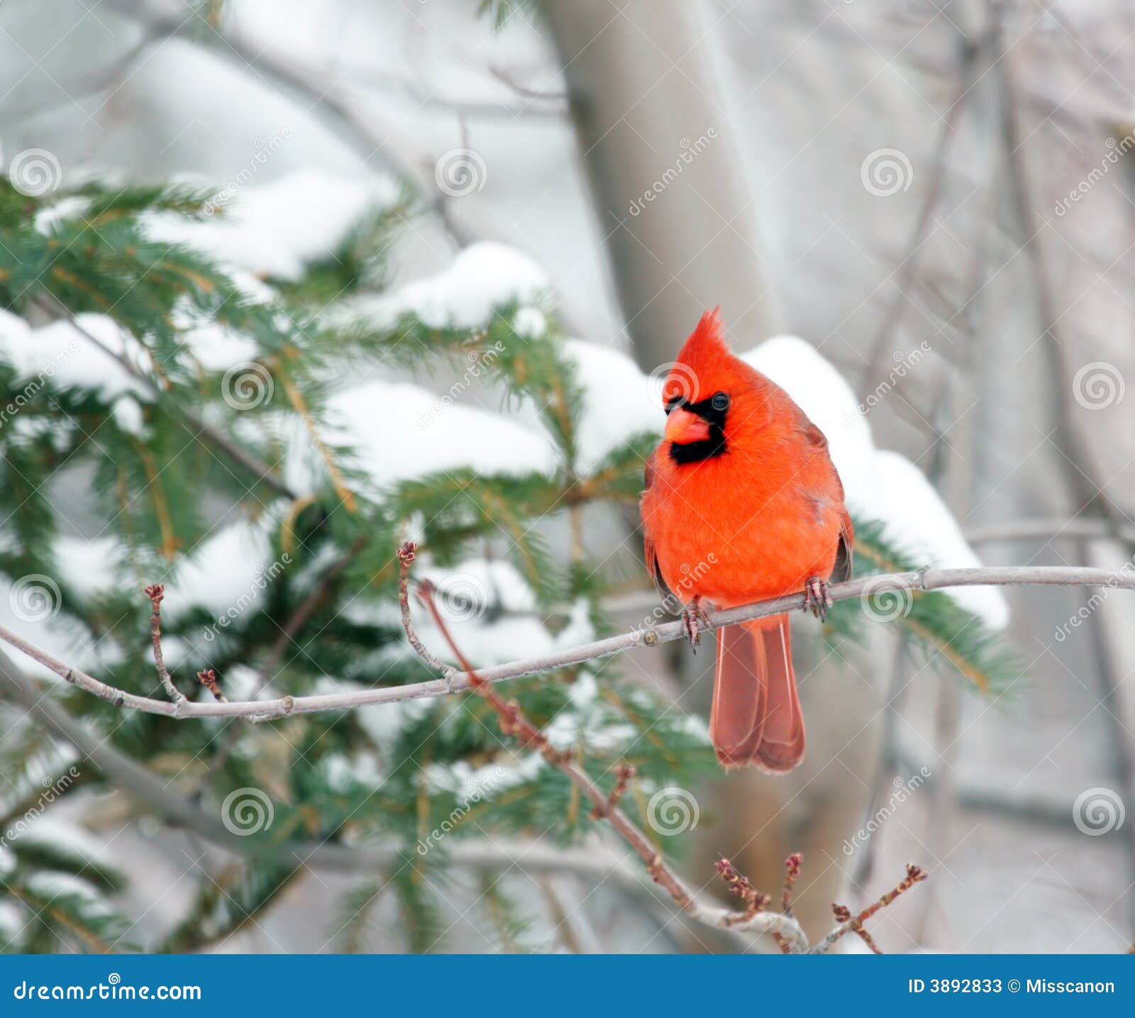 Cardinal in winter stock image. Image of forest, pine - 3892833