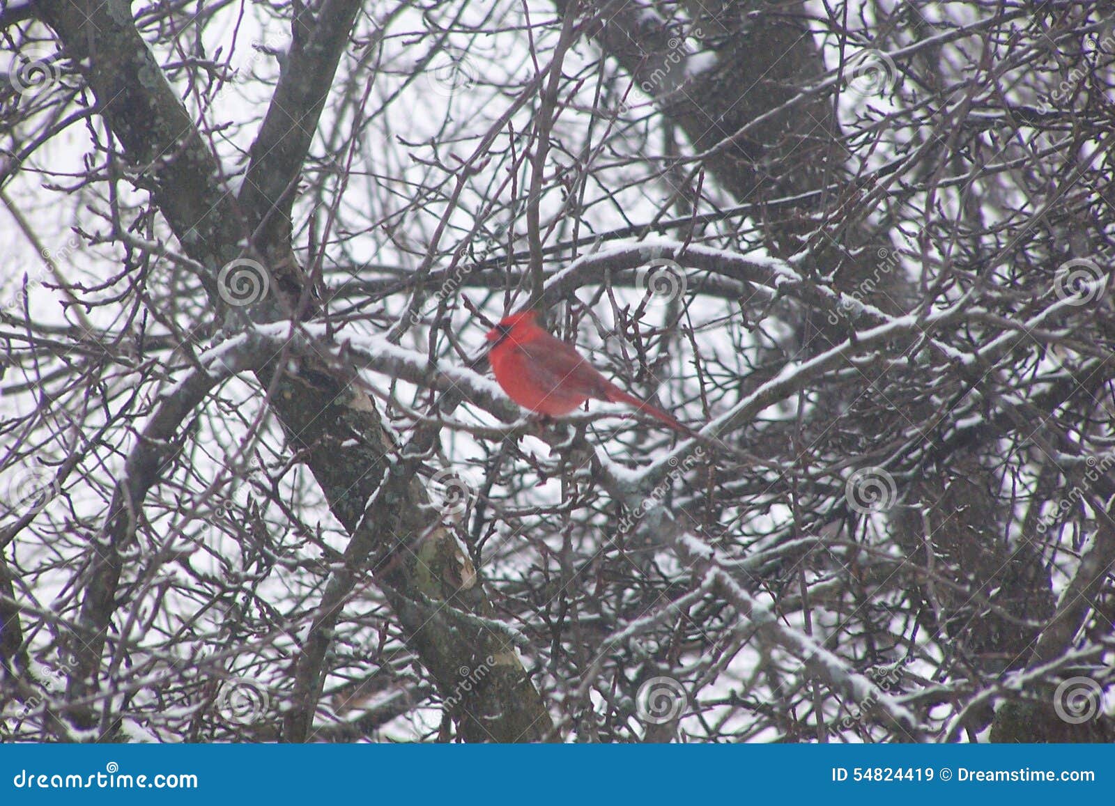 Cardinal stock image. Image of snowy, cold, cardinal - 54824419