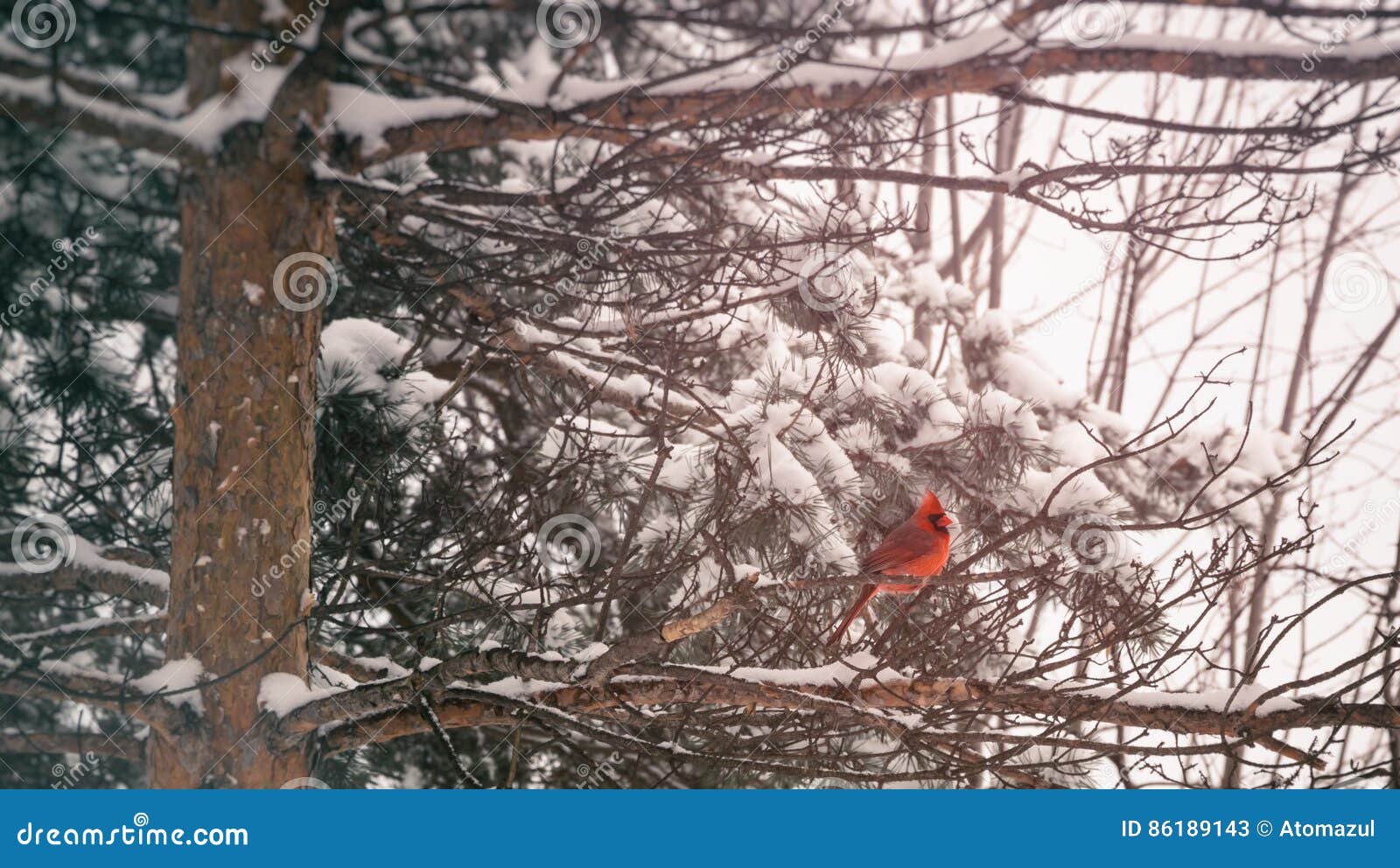 Cardinal Winter Pine stock image. Image of wood, cardinal - 86189143