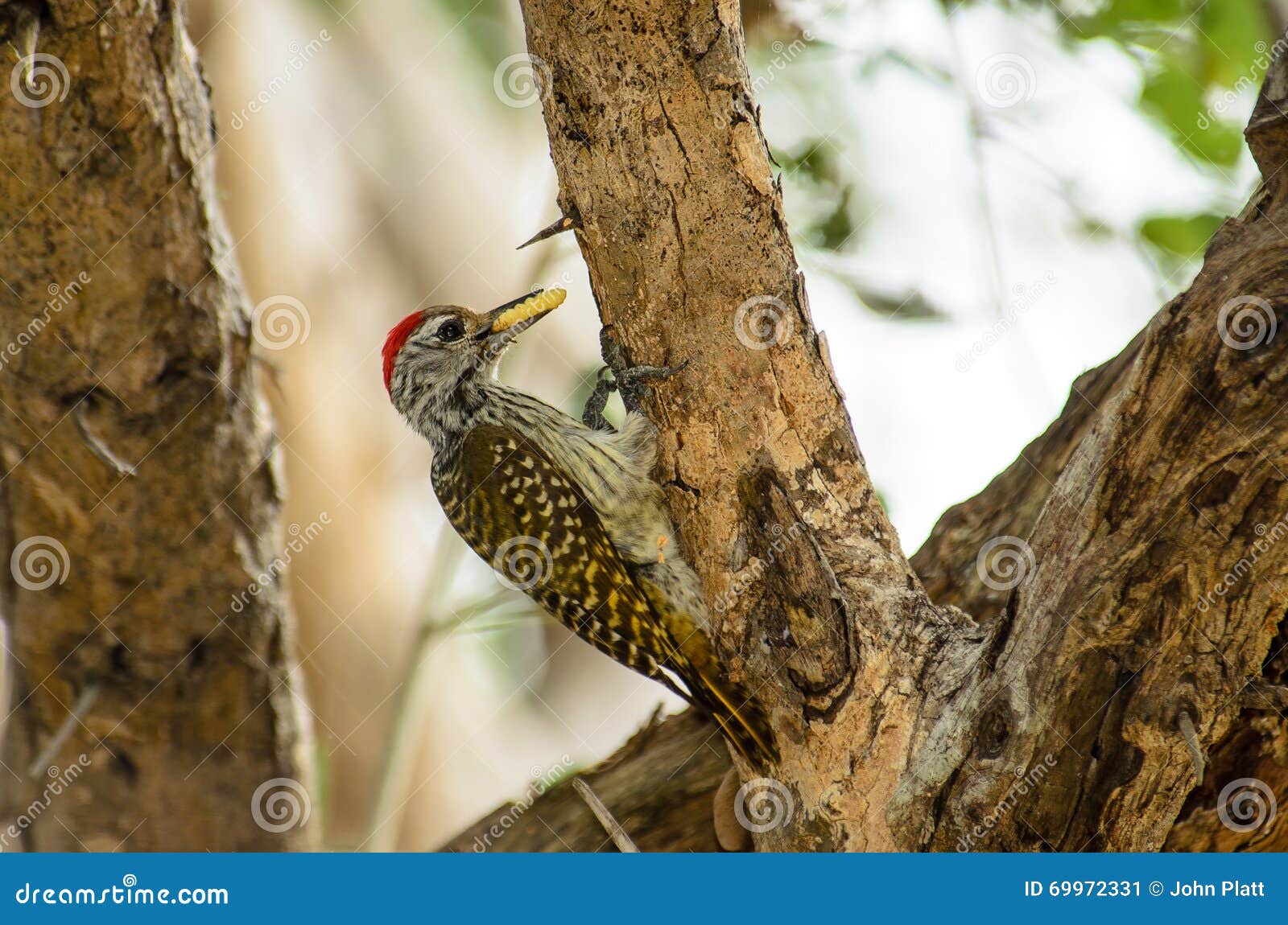 Cardinal Woodpecker Eating a Grub Stock Image - Image of avian ...