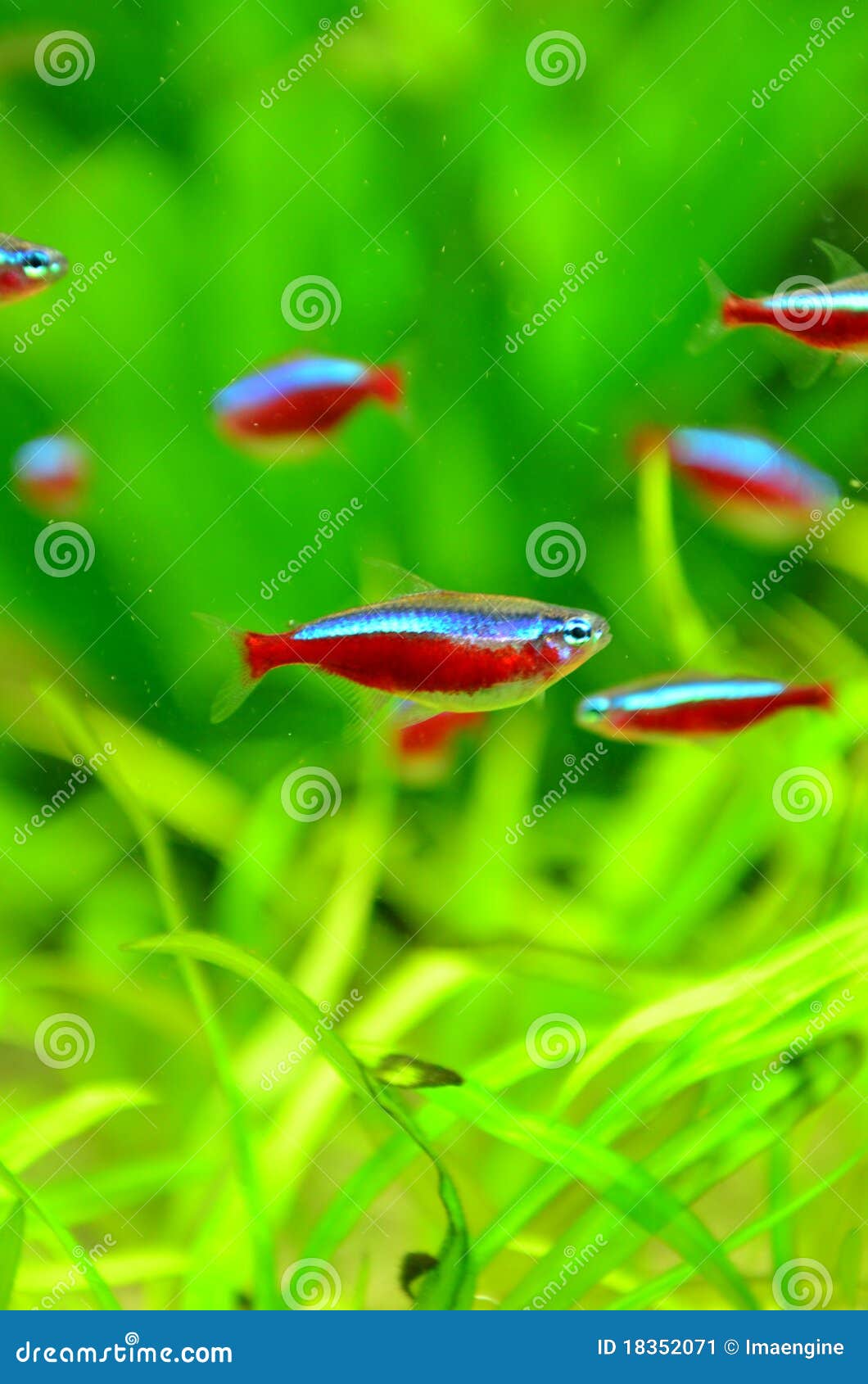 Cardinale Al Neon - Tetra Pesce Rosso Immagine Stock - Immagine di ...
