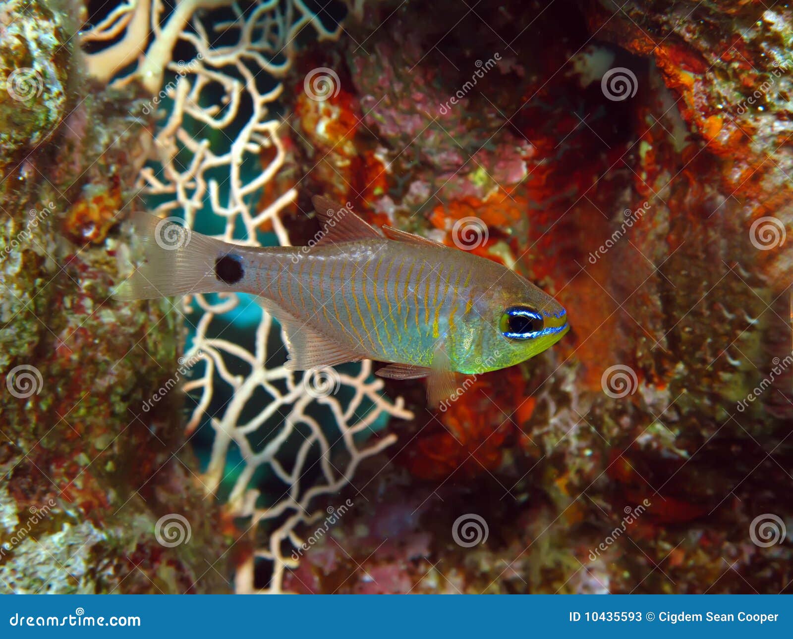 Cardinalfish stock image. Image of nature, coral, orange - 10435593