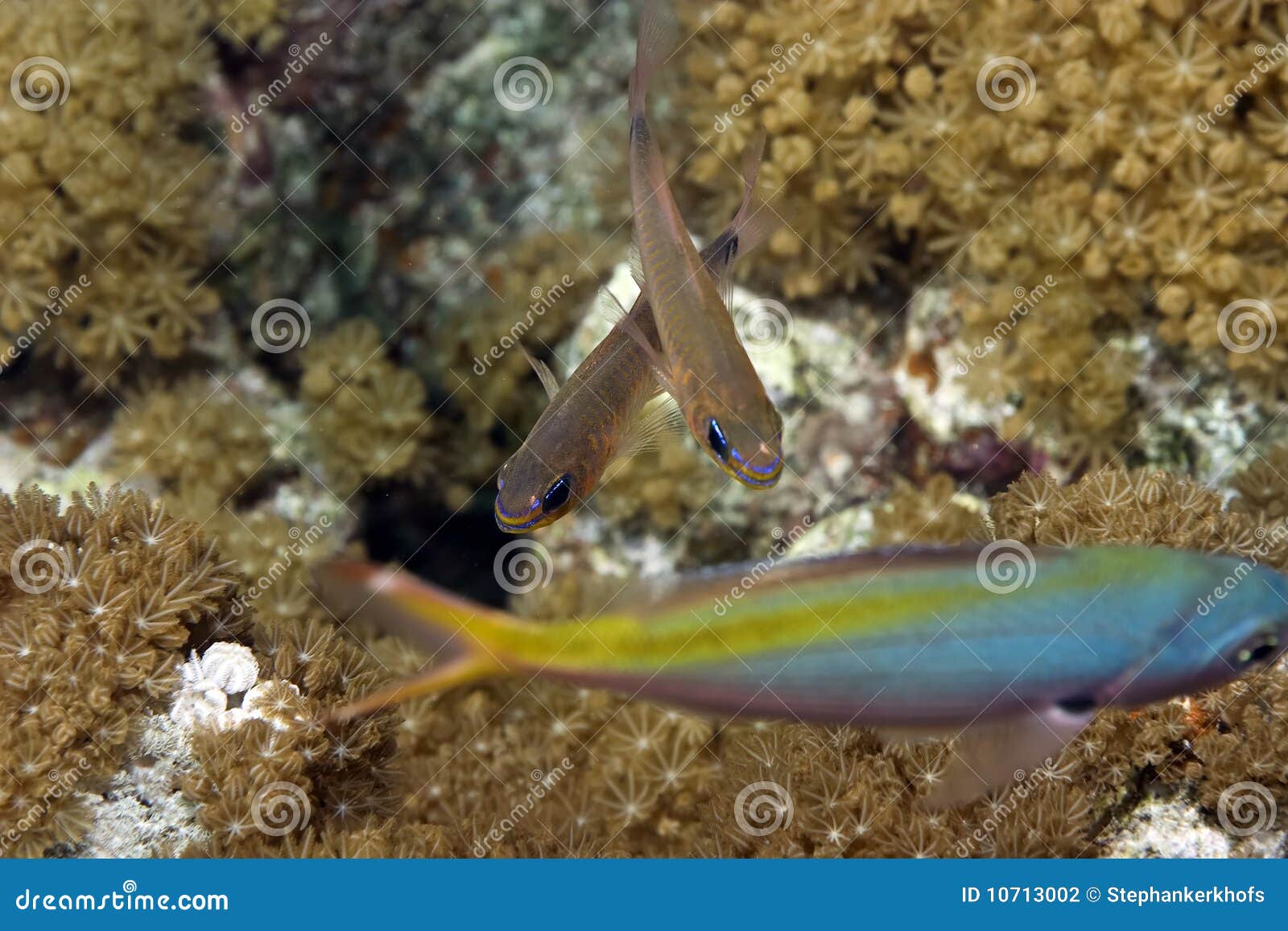 Cardinalfish foto de archivo. Imagen de mojado, suave - 10713002