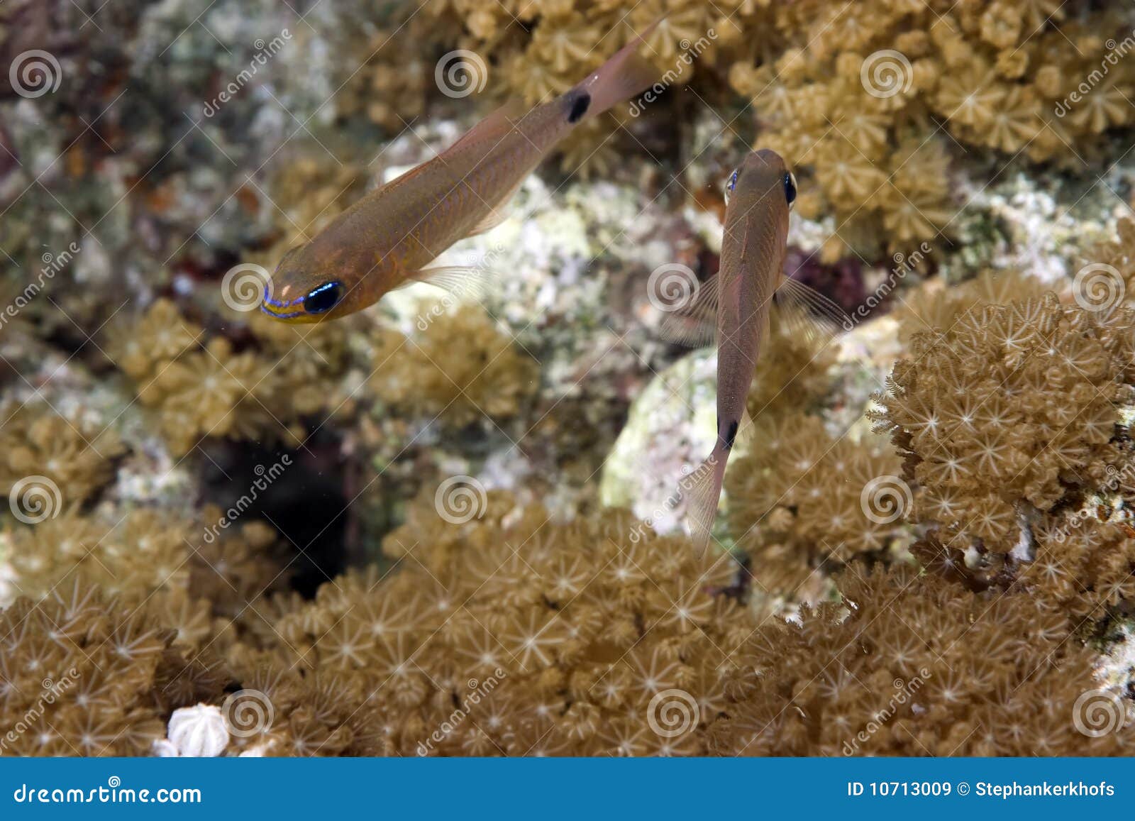 Cardinalfish stock image. Image of fish, saltwater, nature - 10713009
