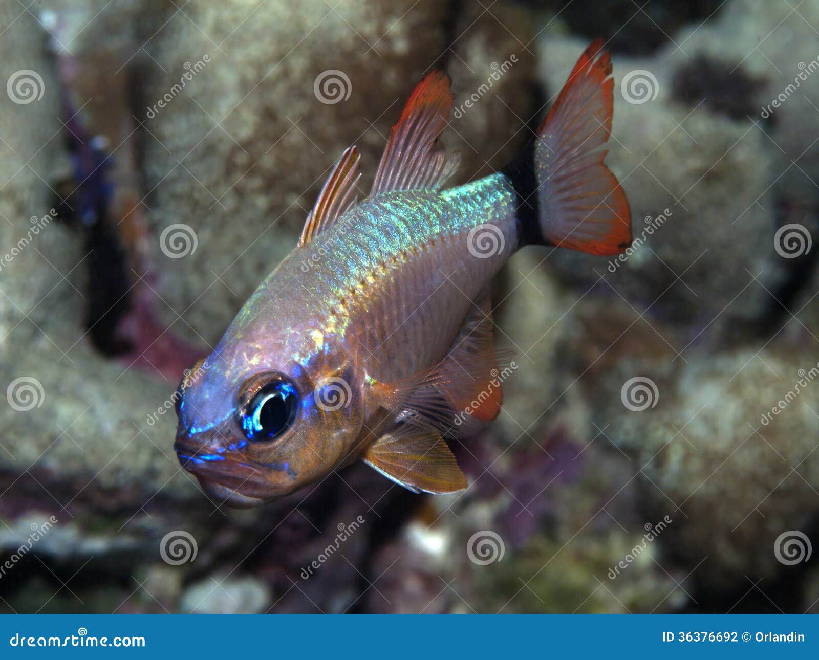 Cardinalfish stock photo. Image of nature, bright, vivid - 36376692