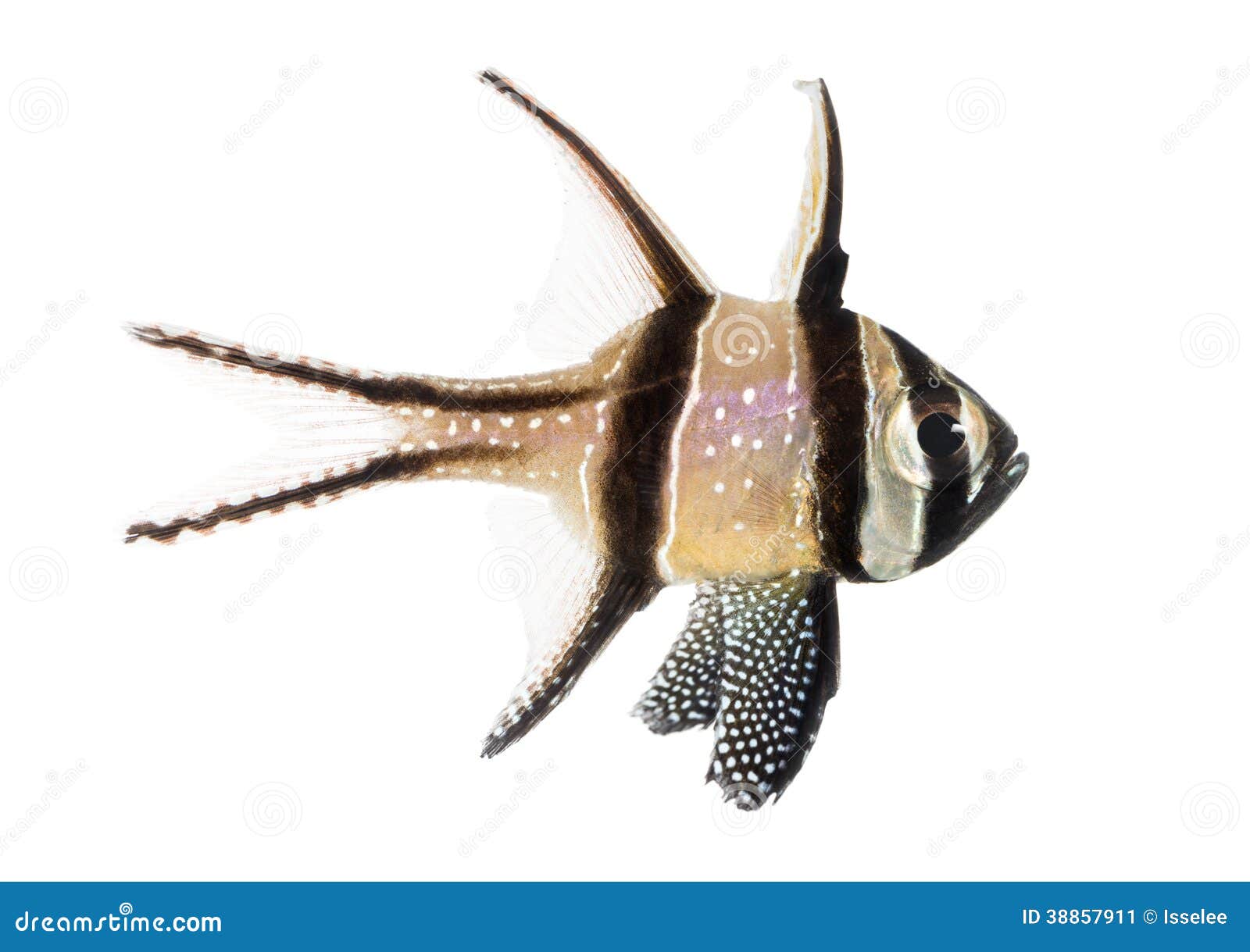 Cardinalfish De Banggai, Kauderni De Pterapogon, Imagem de Stock ...