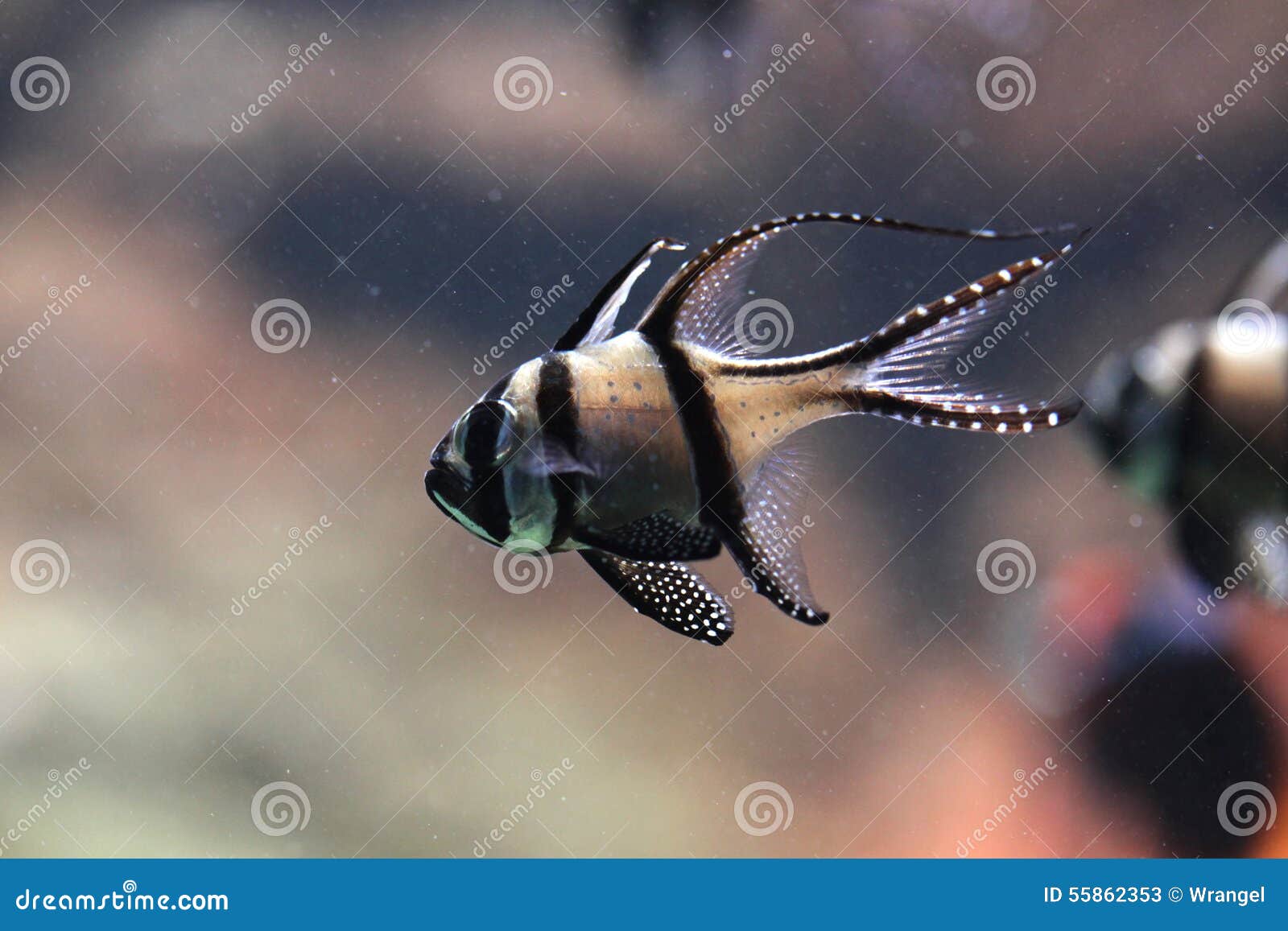 Cardinalfish De Banggai (kauderni De Pterapogon) Imagem de Stock ...
