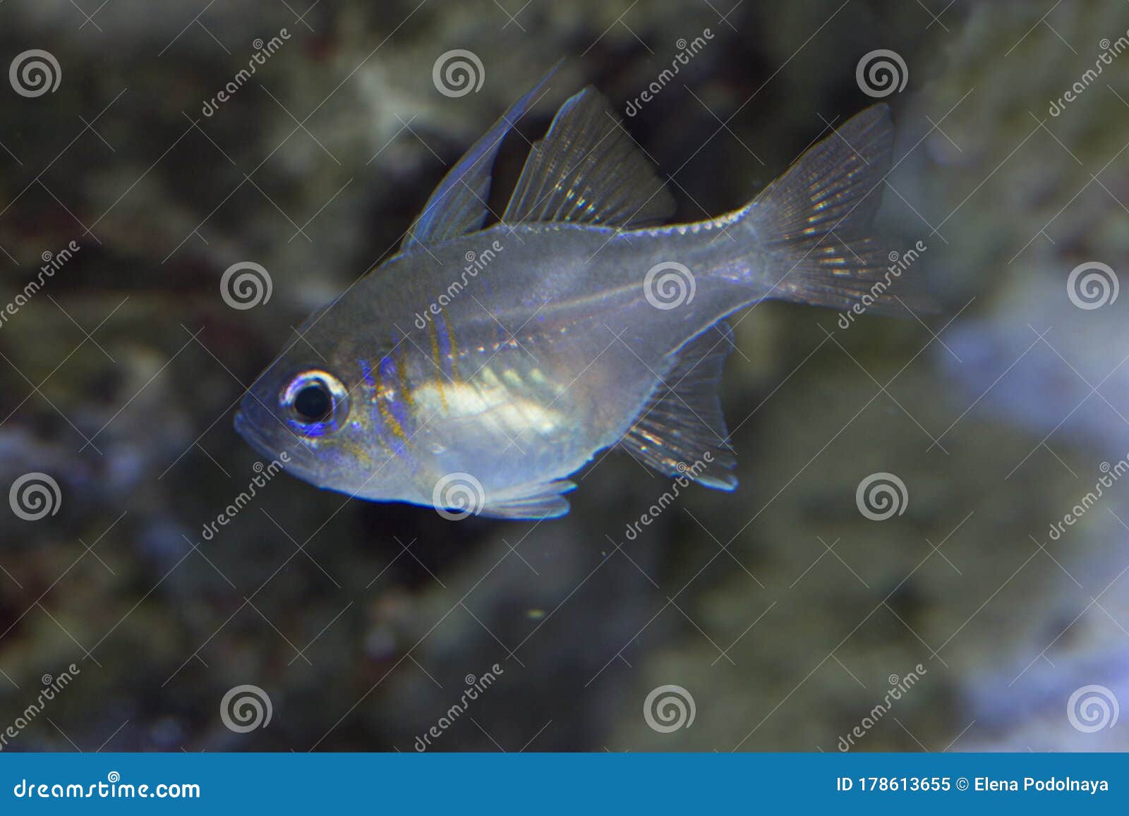 Cardinalfish Cardinalfish Zoramia Leptacantha. Imagen de archivo ...