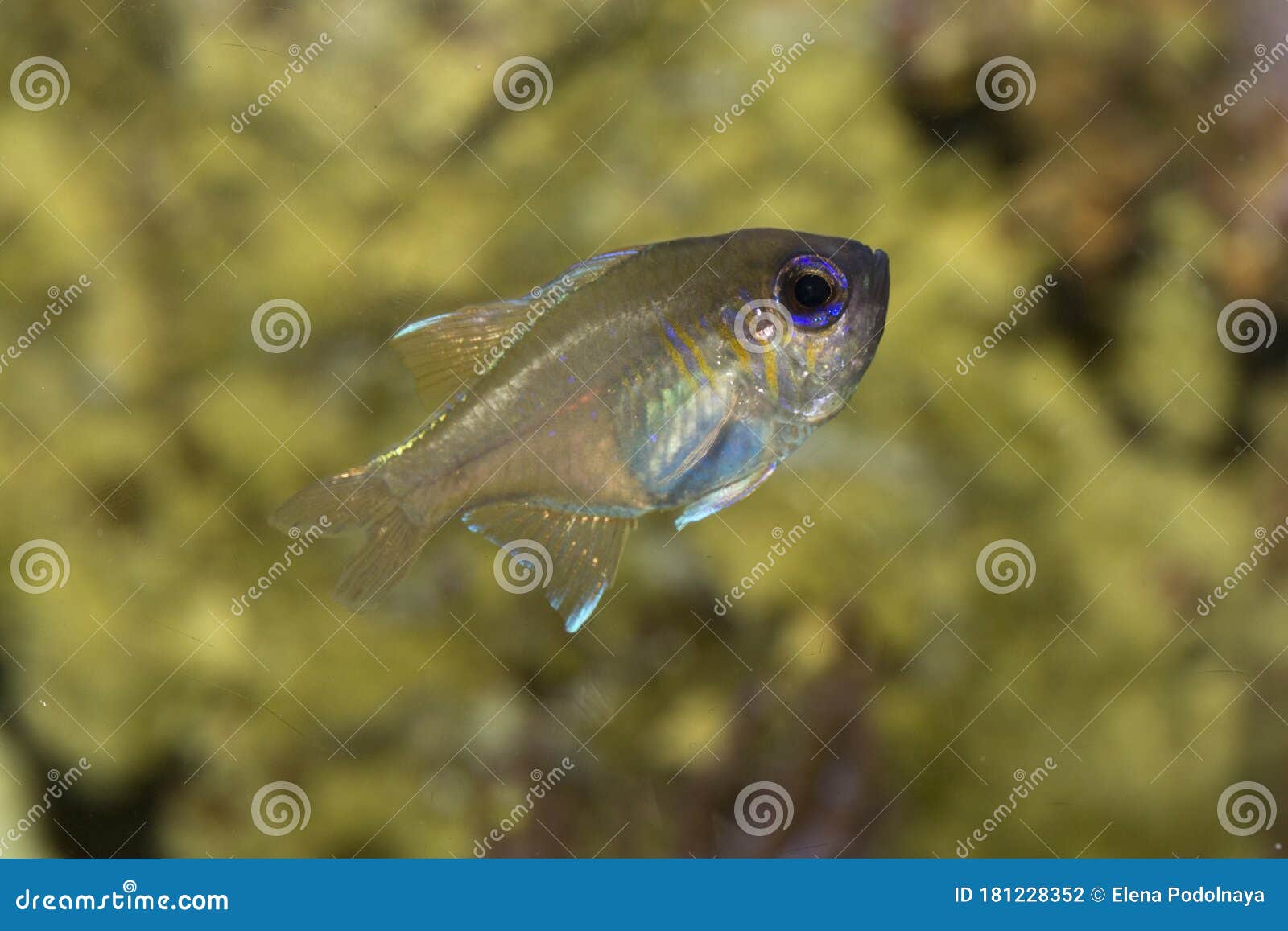 Cardinalfish Cardinalfish Zoramia Leptacantha. Foto de archivo - Imagen ...