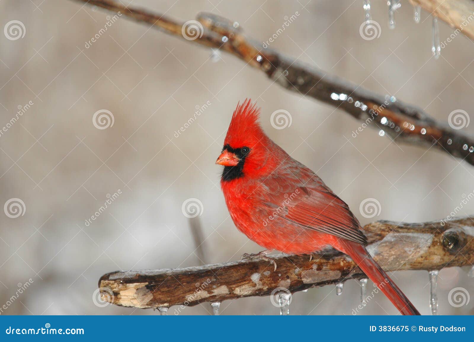 Cardinaliscardinalis Picture. Image: 3836675