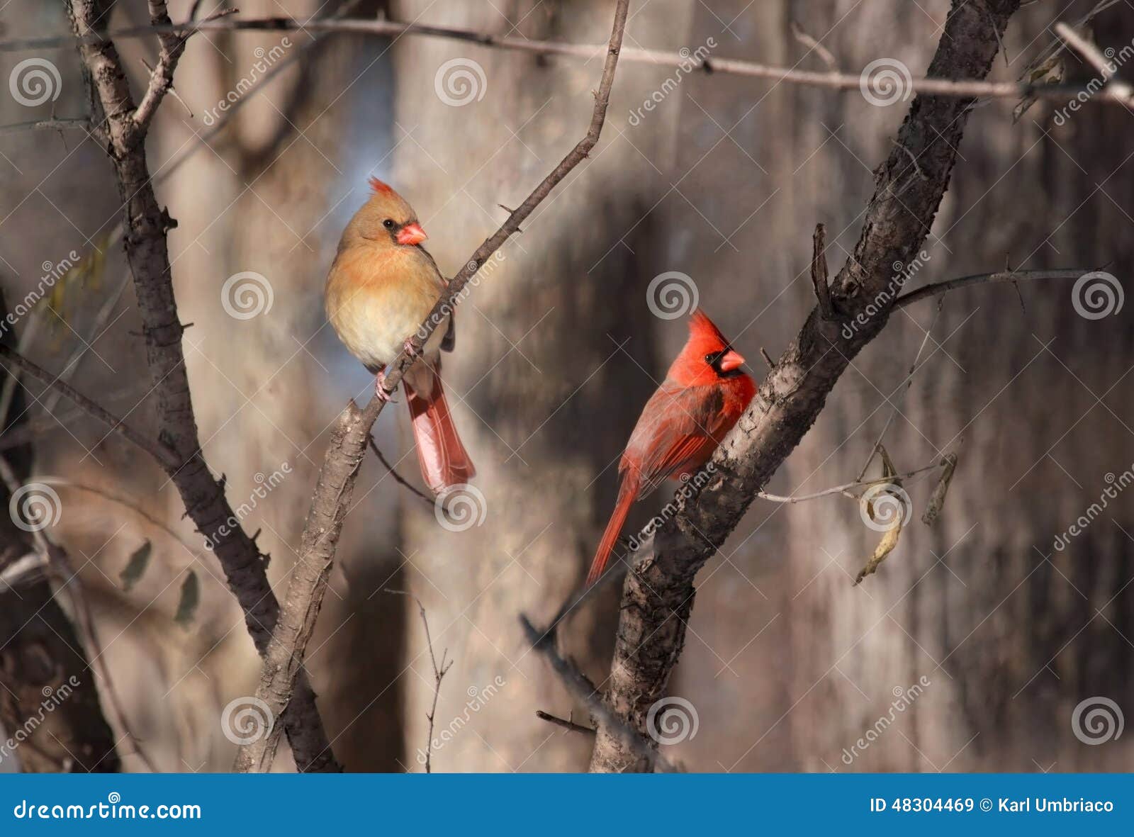 Cardinals stock image. Image of female, wildlife, cardinals - 48304469