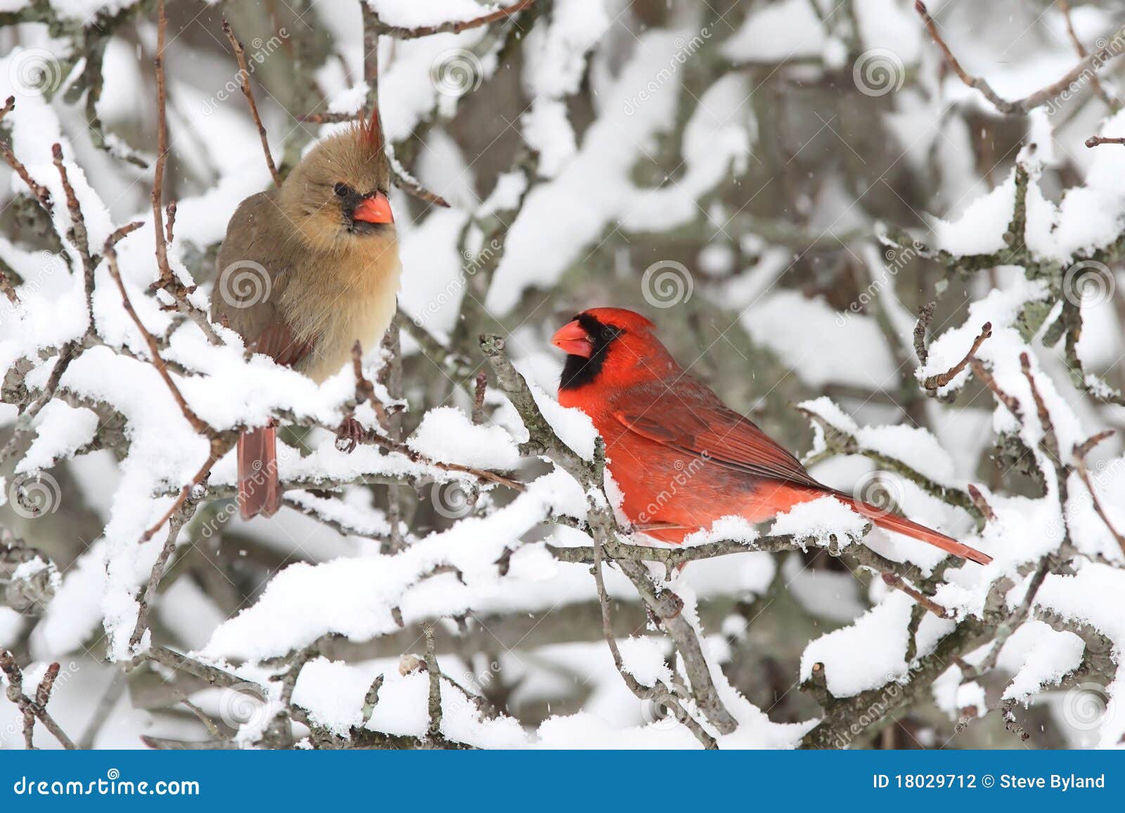 Cardinals in Snow stock photo. Image of branch, wild - 18029712