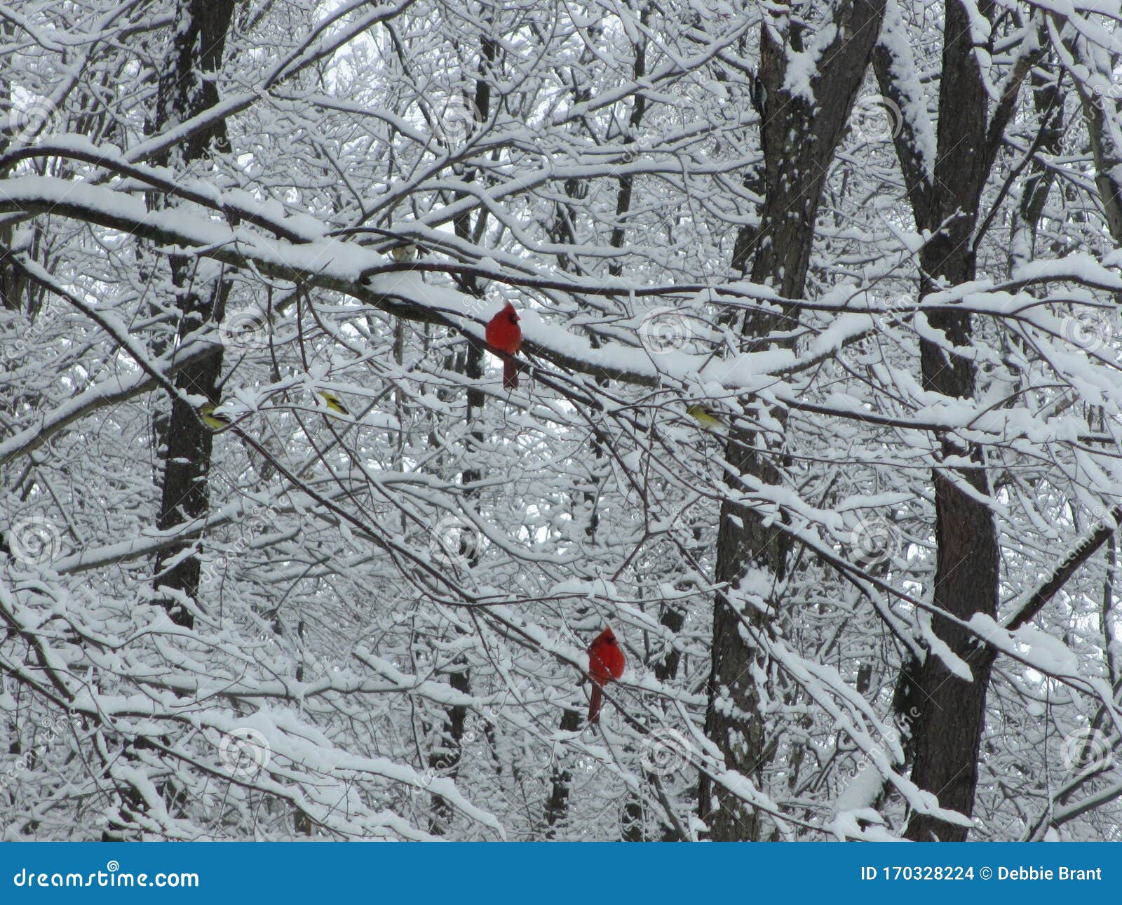 Cardinals in Snowy woods stock photo. Image of perched - 170328224