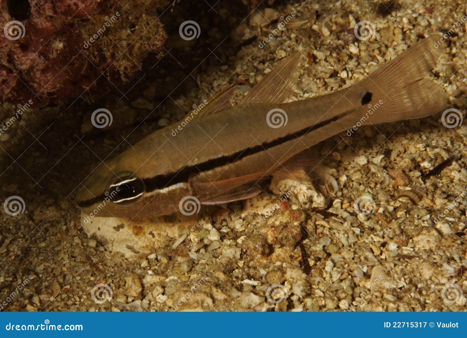 Cardinla Fish (Apogon Exostigma) Stock Image - Image of exostigma ...