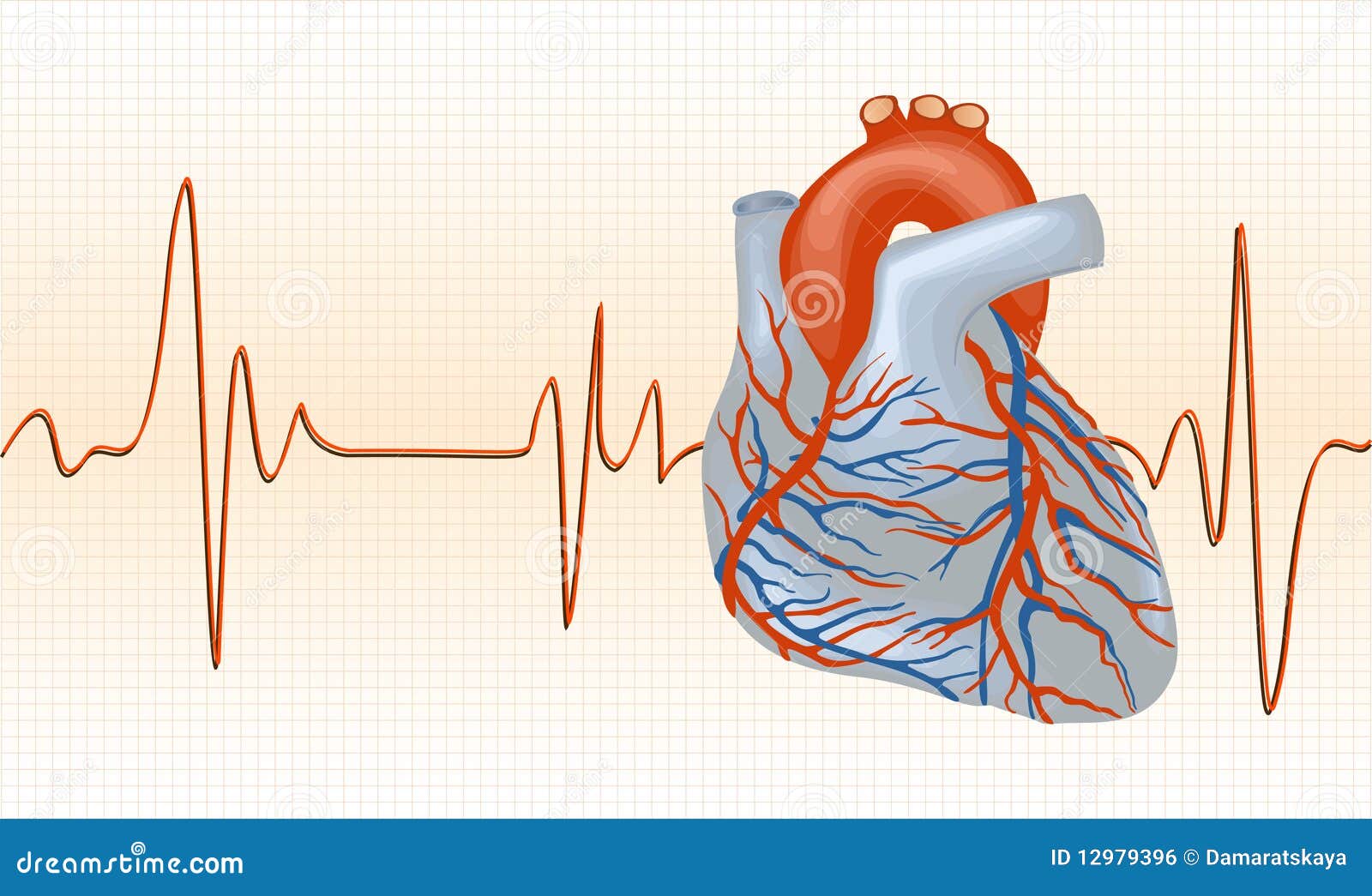 Cardiogram with heart stock vector. Illustration of drawing - 12979396