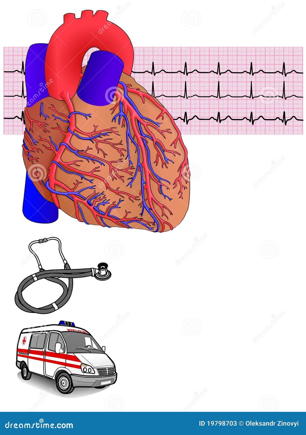 Cardiology stock vector. Illustration of venous, cardiogramme - 19798703