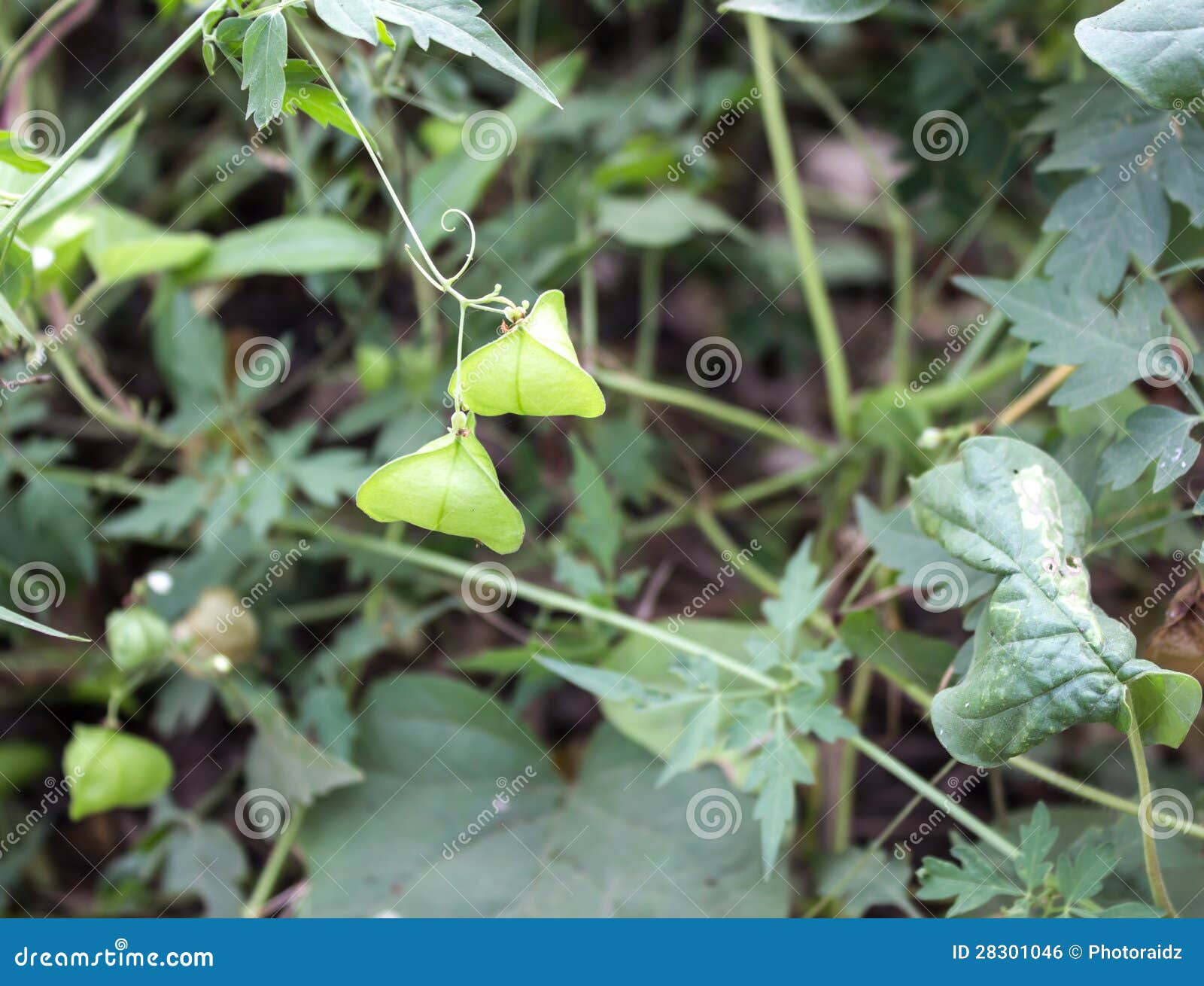 Cardiospermum halicacabum stock photo. Image of asia - 28301046