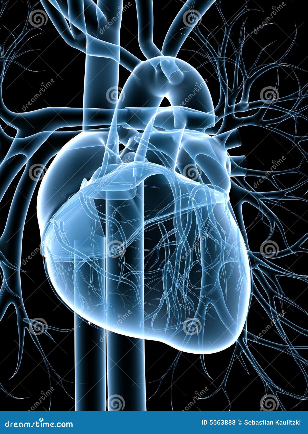 Cardiovasculair systeem stock illustratie. Illustration of slagaderlijk ...