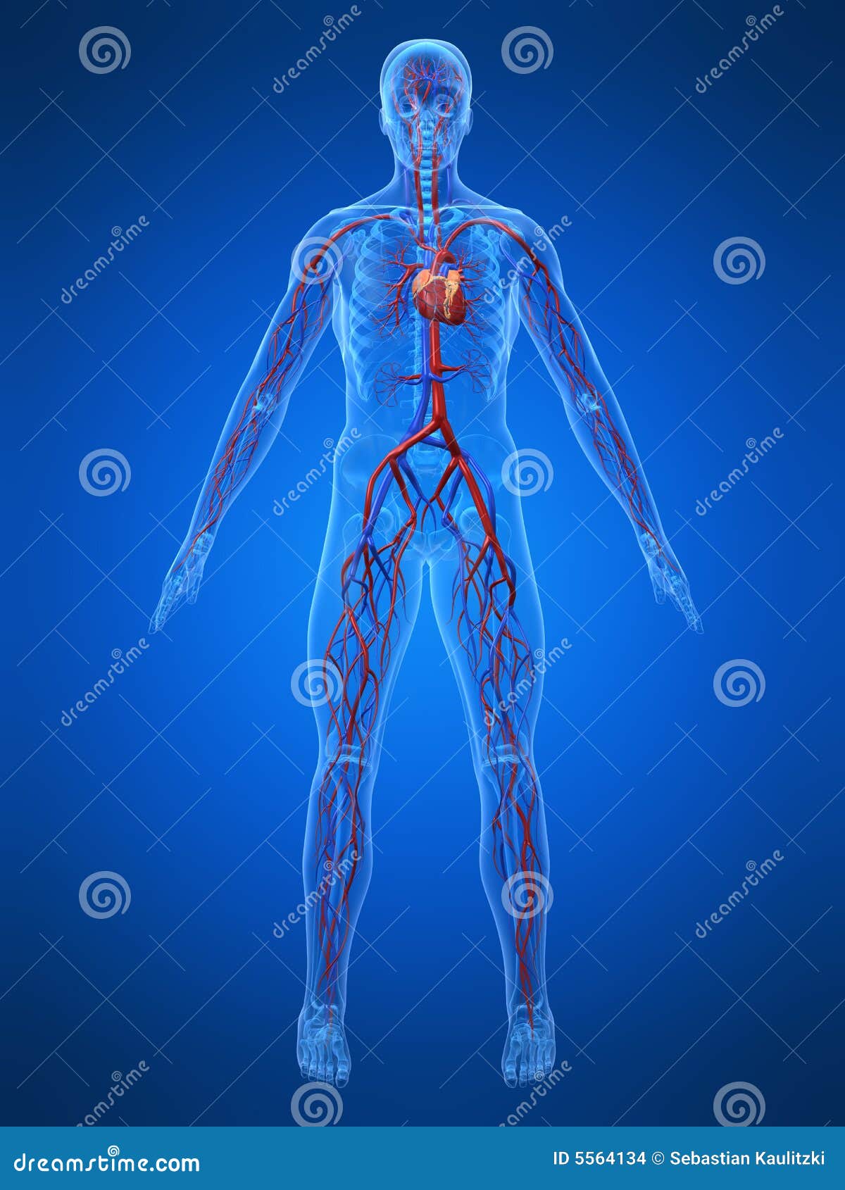 Cardiovasculair systeem stock illustratie. Illustration of ontwerp ...