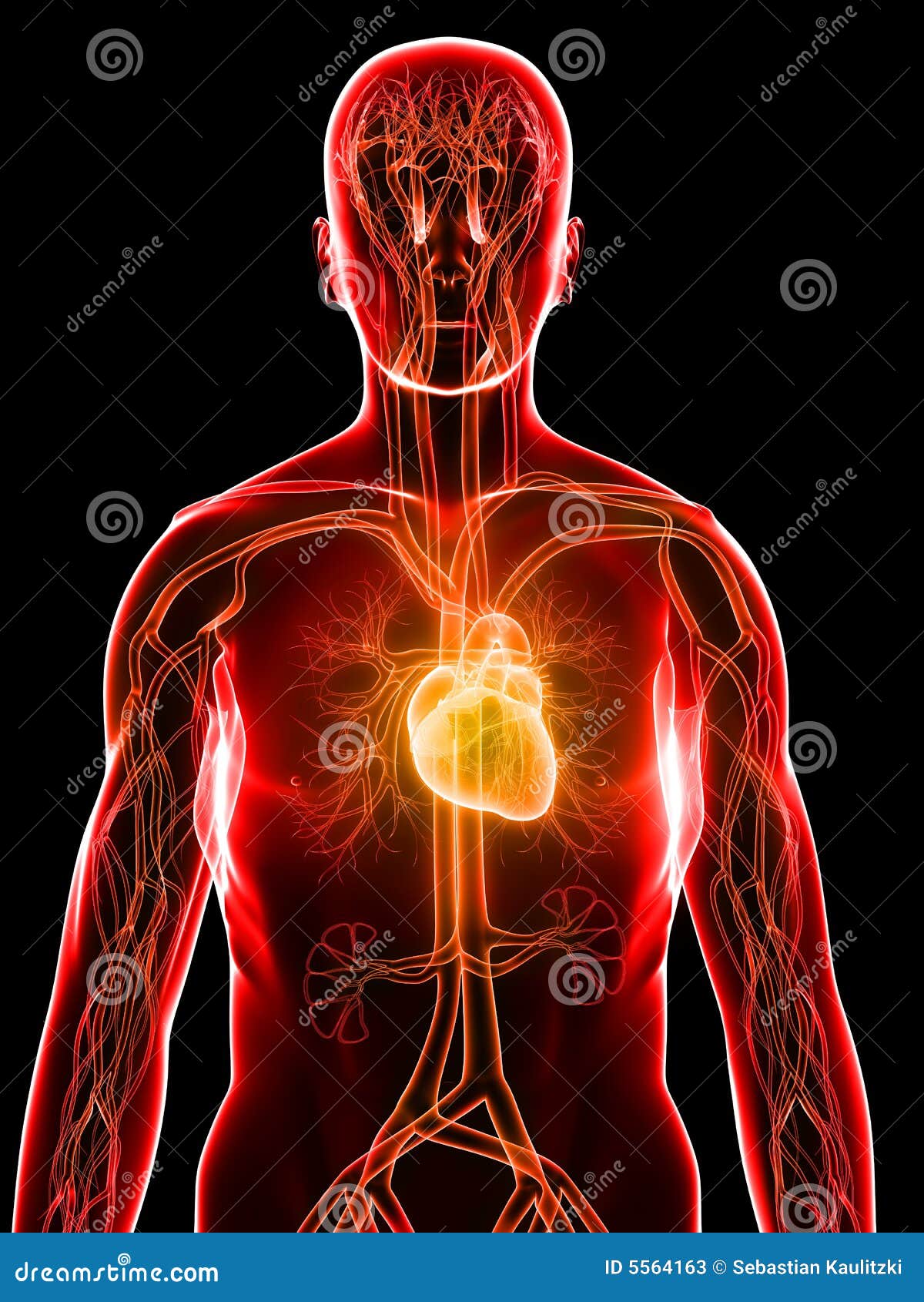 Cardiovasculair systeem stock illustratie. Illustration of cholesterol ...