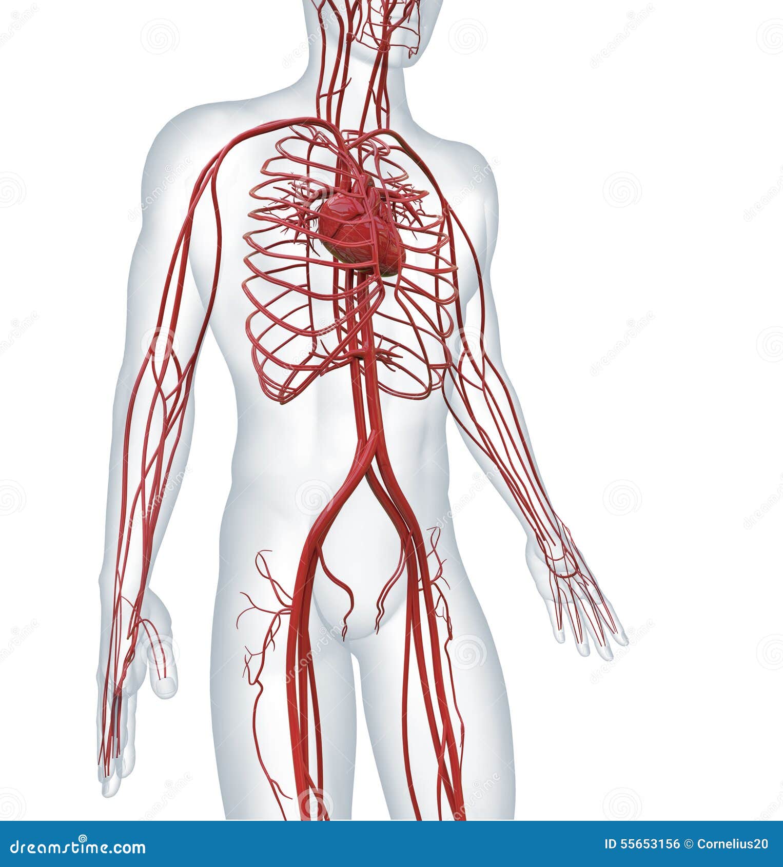 Cardiovasculaire Van De Bloedsomloop Stock Illustratie - Illustration ...