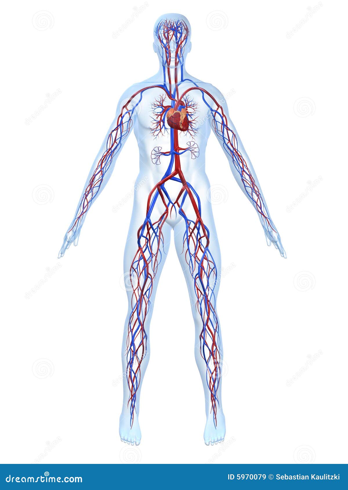 Cardiovascular System Stock Illustration | CartoonDealer.com #5970079
