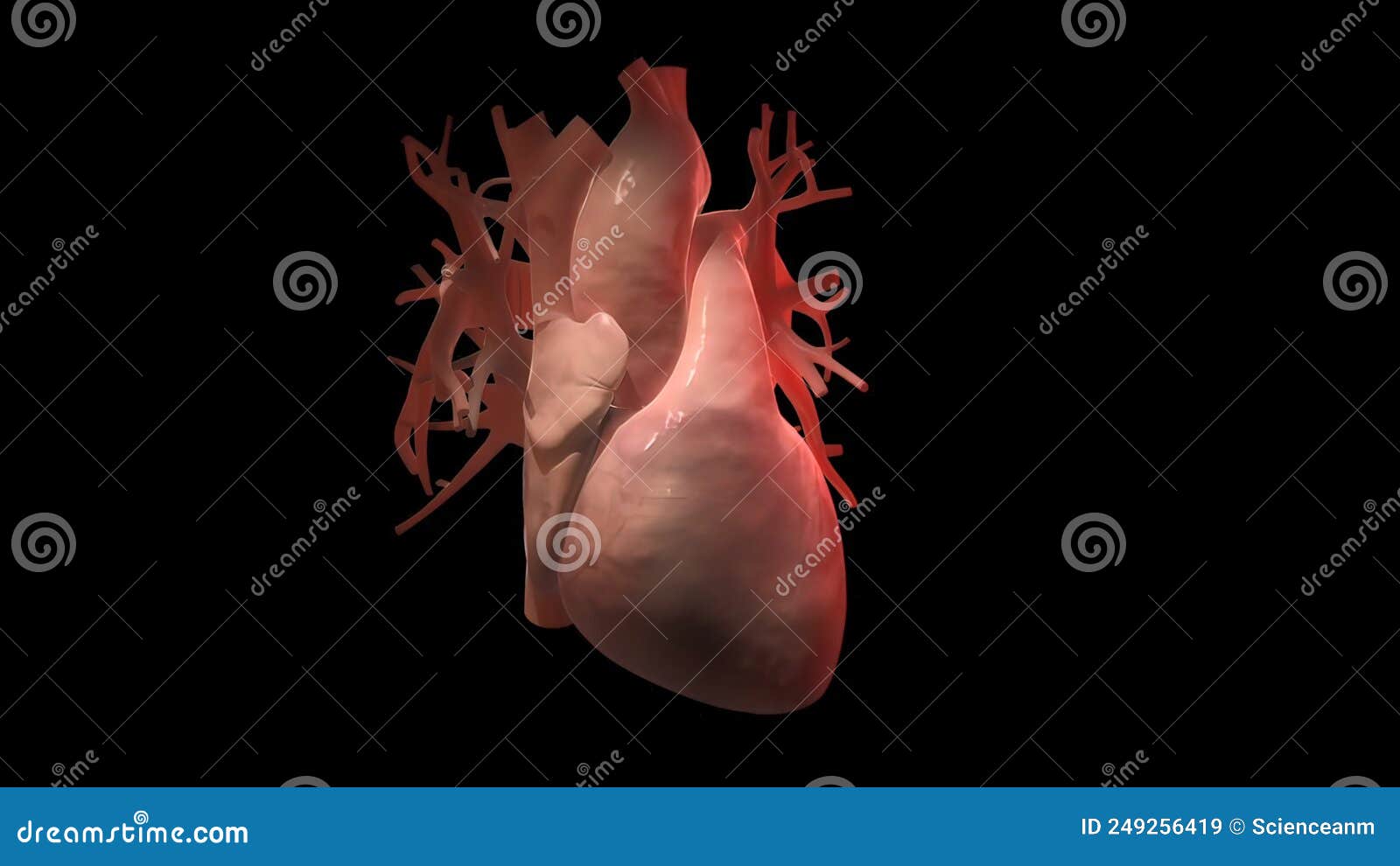 Cardiovascular System with Beating Heart Stock Illustration ...