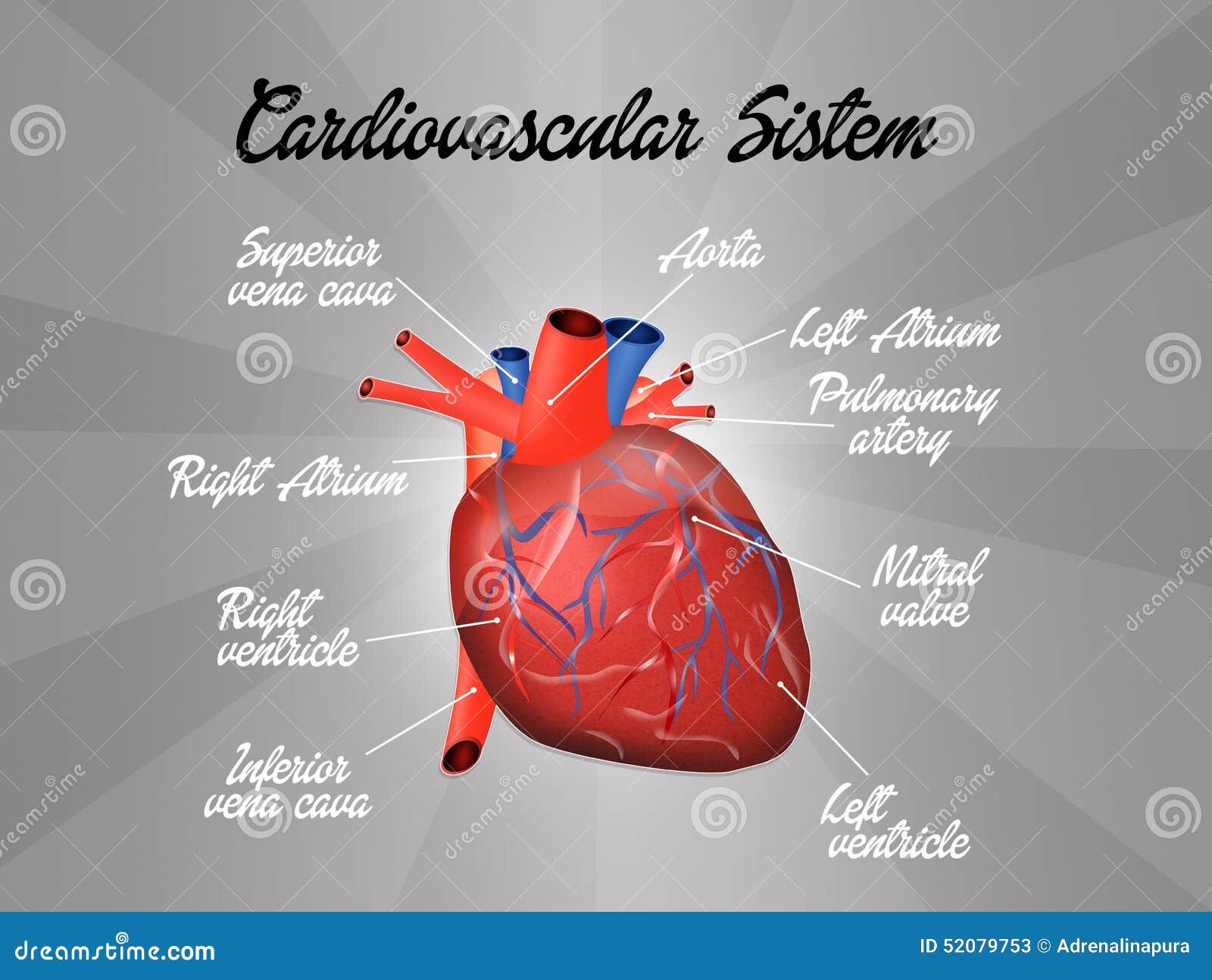 Cardiovascular system stock illustration. Illustration of body - 52079753