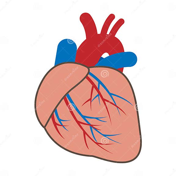Cardiovascular system stock vector. Illustration of pulse - 77353525