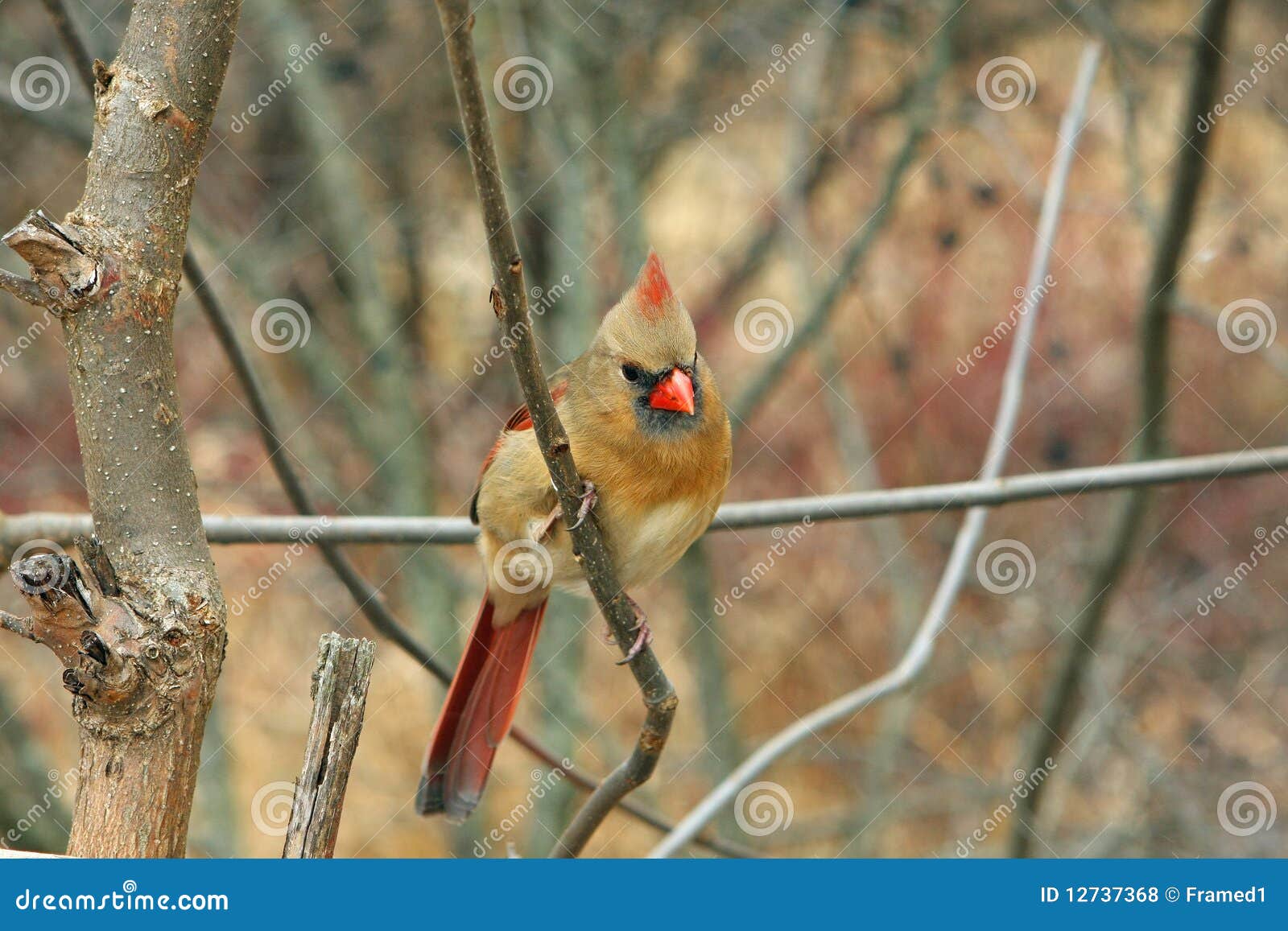 Cardnial Female stock photo. Image of avian, nature, animal - 12737368