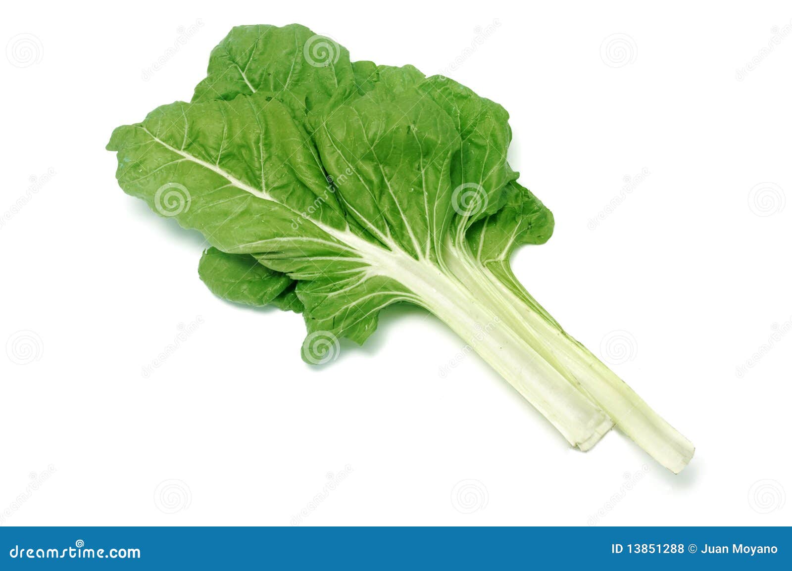 Cardo foto de archivo. Imagen de supermercado, cena, fondo - 13851288