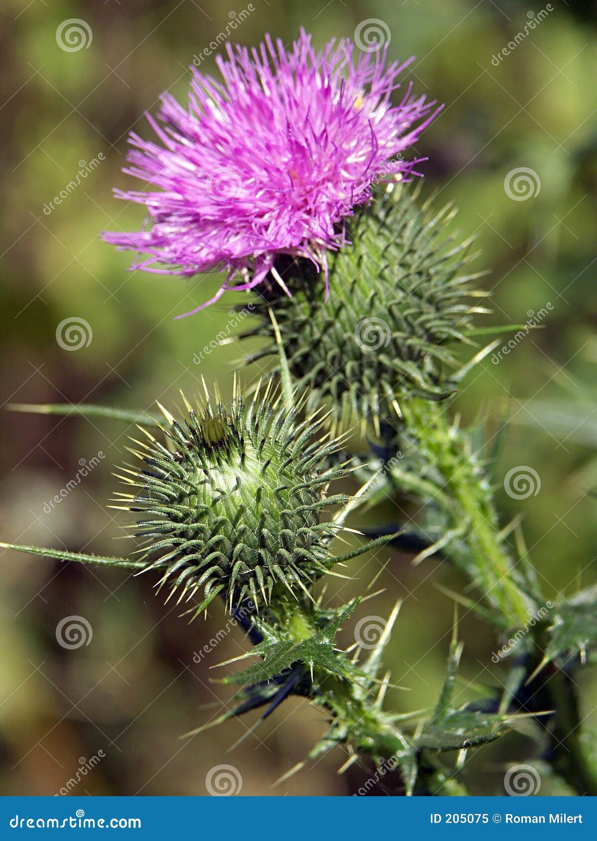 Cardo imagen de archivo. Imagen de flora, verde, maleza - 205075