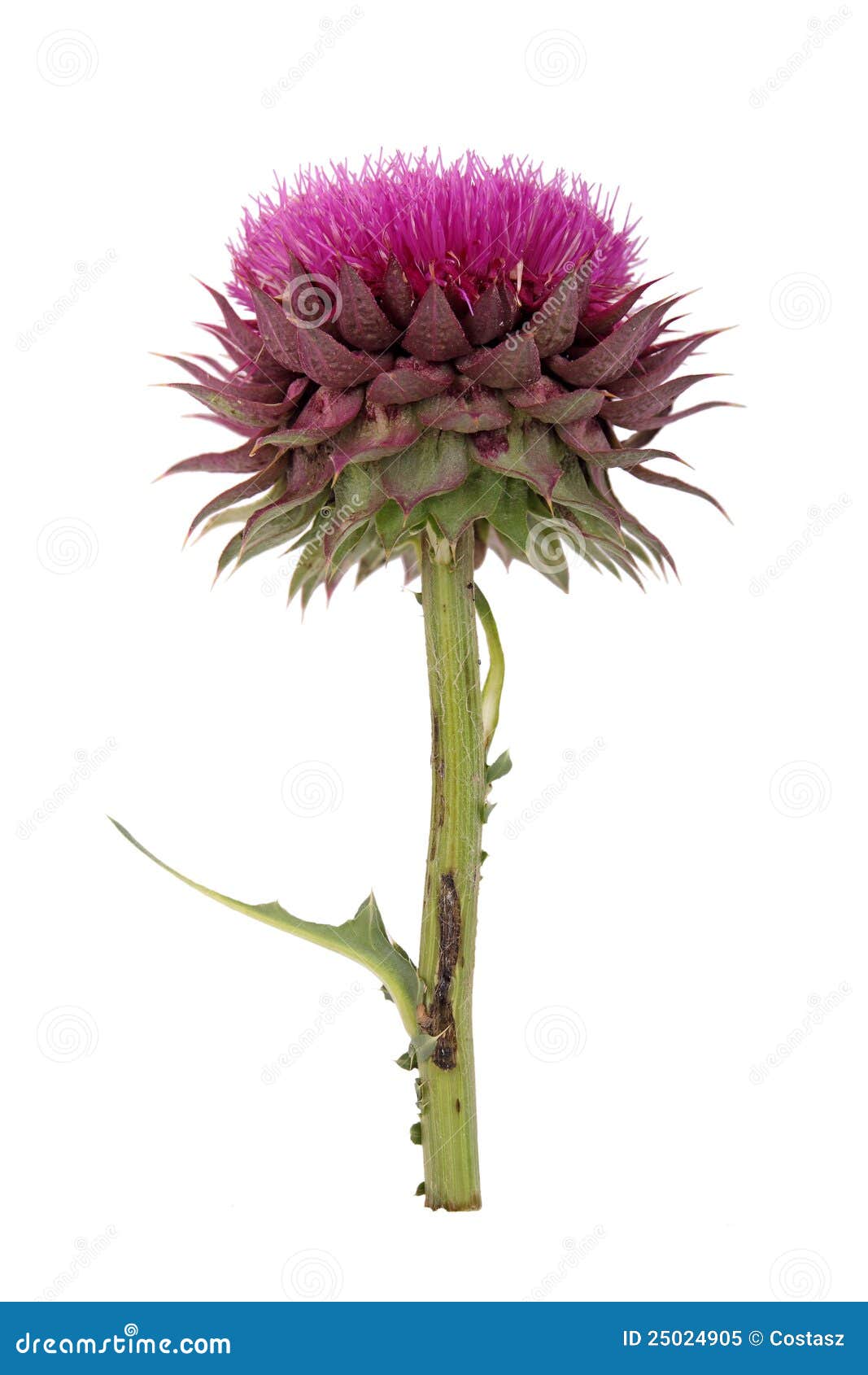 Cardo imagen de archivo. Imagen de espina, punto, resorte - 25024905