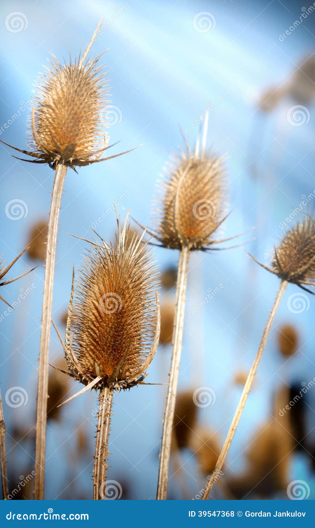 Cardo - bardana - velcro foto de archivo. Imagen de velcro - 39547368