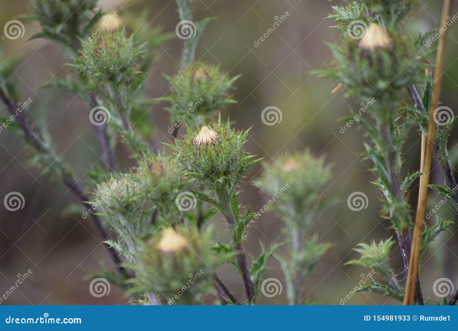 Cardo da couve em um campo imagem de stock. Imagem de planta - 154981933