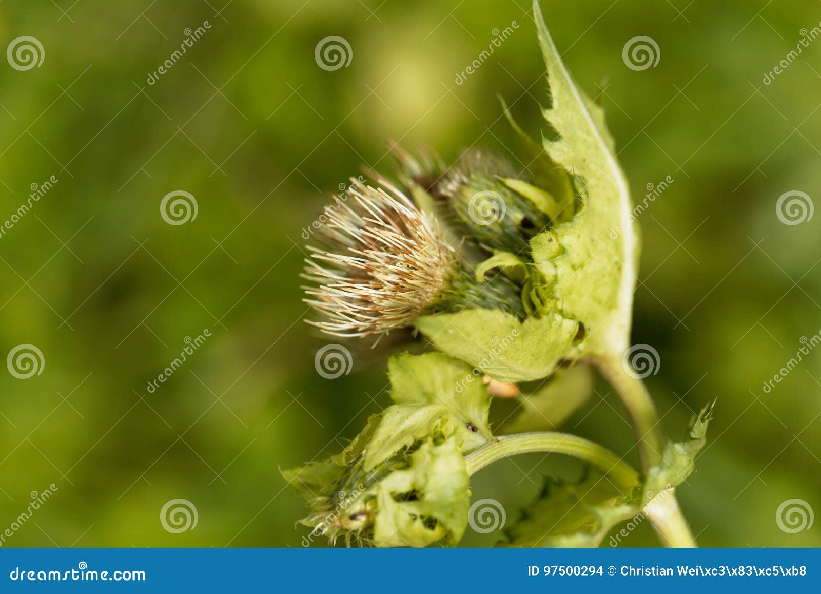 Cardo Da Couve, Oleraceum Do Cirsium Foto de Stock - Imagem de folhagem ...
