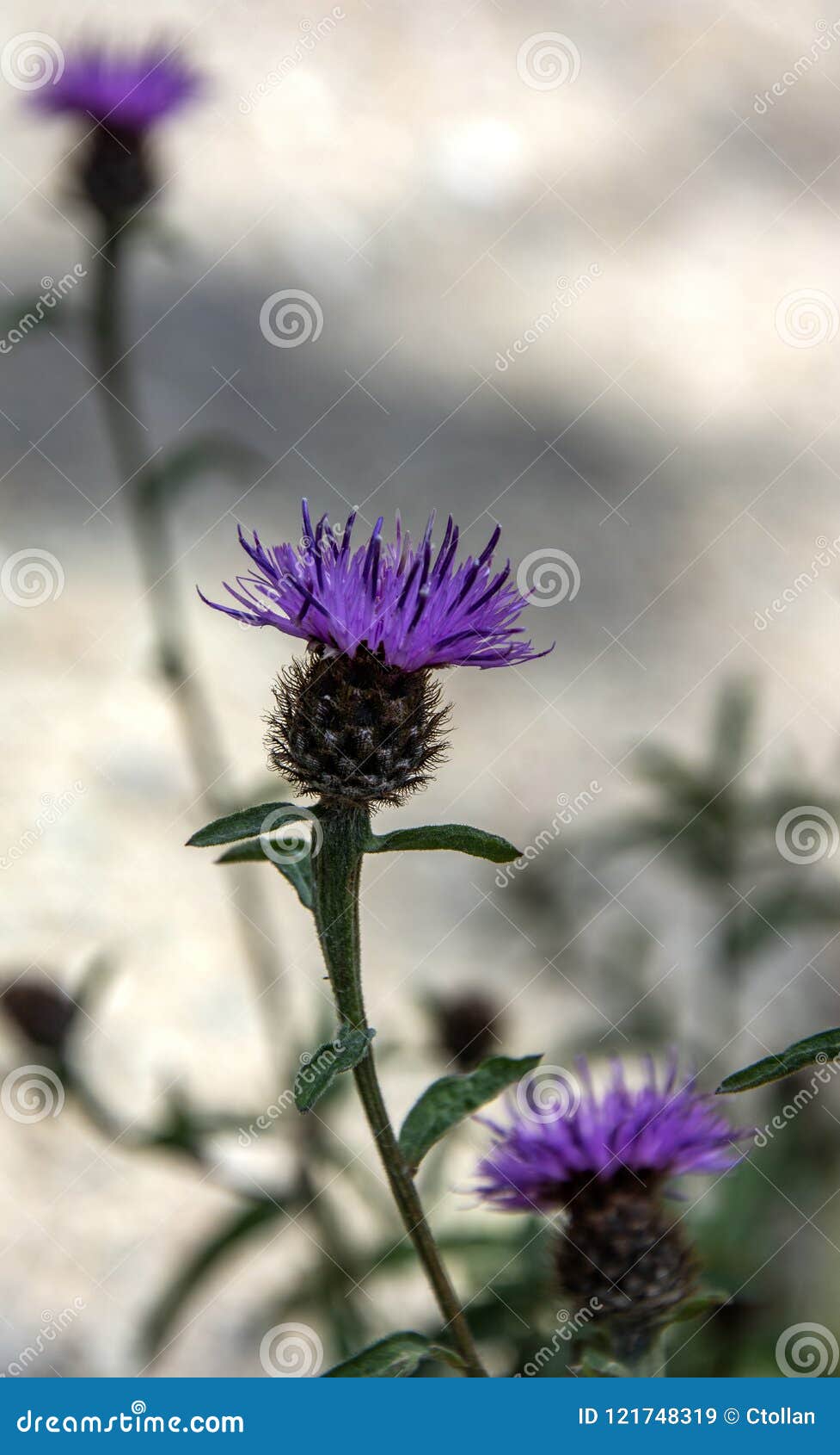 Cardo de Escocia imagen de archivo. Imagen de exterior - 121748319