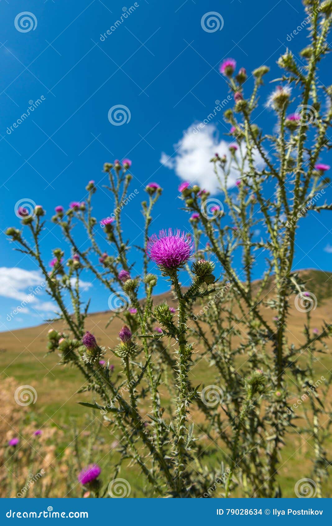 Cardo de leche rosado foto de archivo. Imagen de azul - 79028634