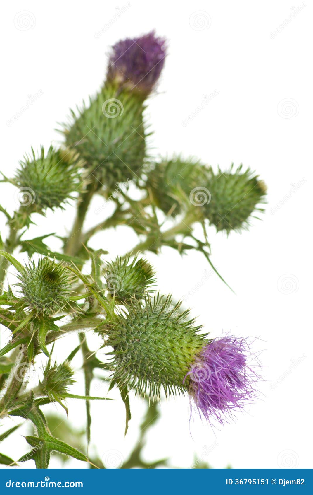 Cardo en un fondo blanco imagen de archivo. Imagen de punto - 36795151