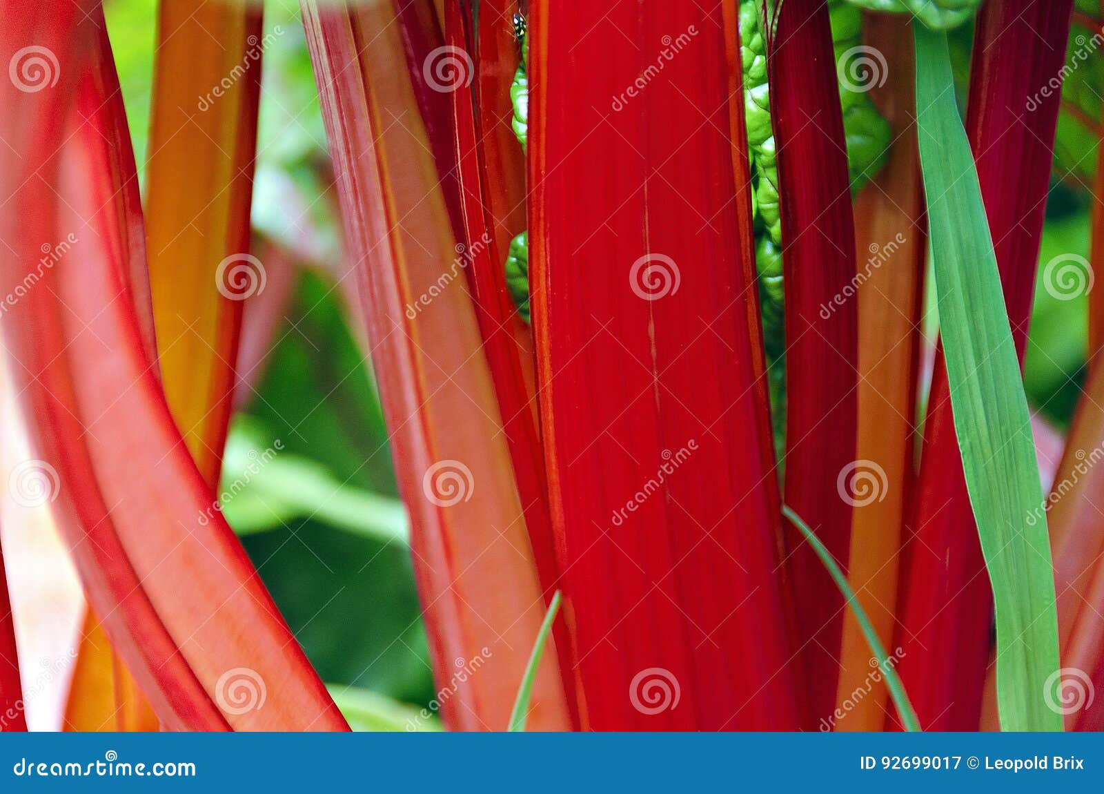 Cardo rojo imagen de archivo. Imagen de crujiente, vitamina - 92699017