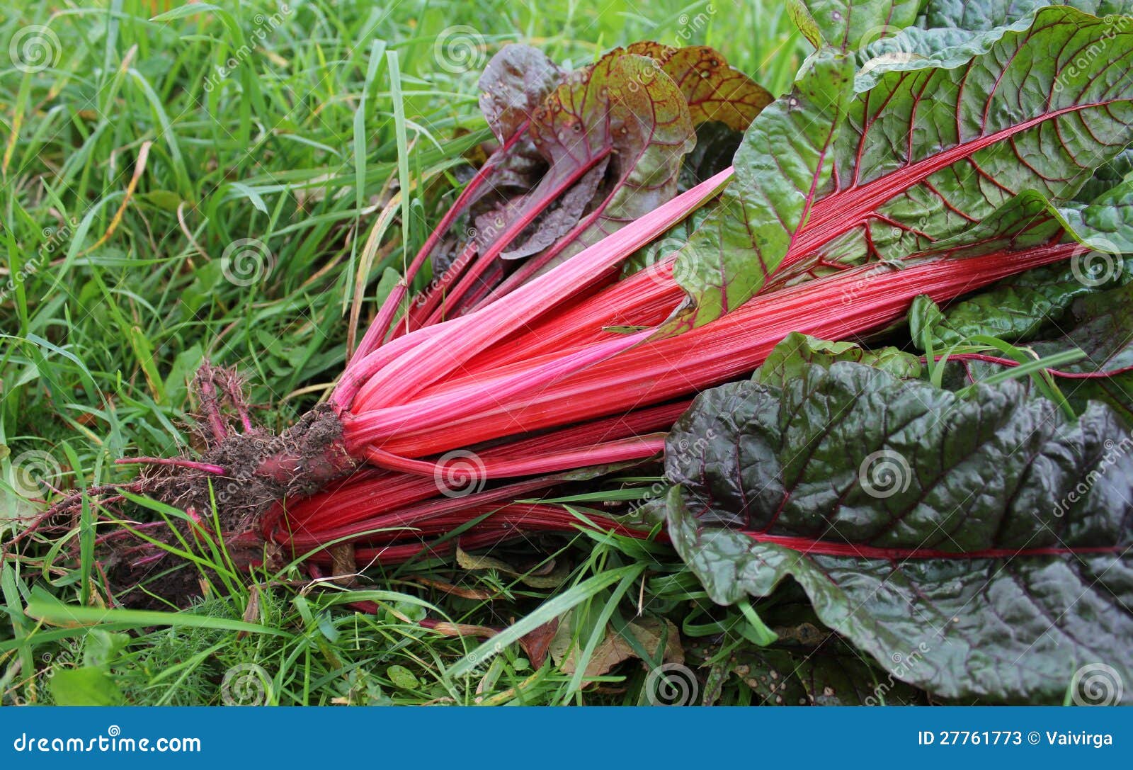 Cardo Rojo Recientemente Escogido Imagen de archivo - Imagen de mercado ...
