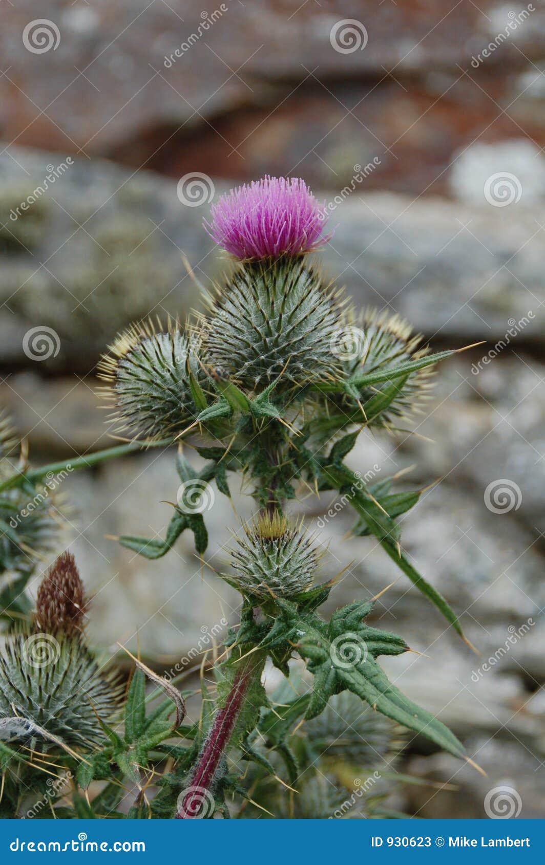 Cardo selvatico immagine stock. Immagine di gambo, spiedo - 930623