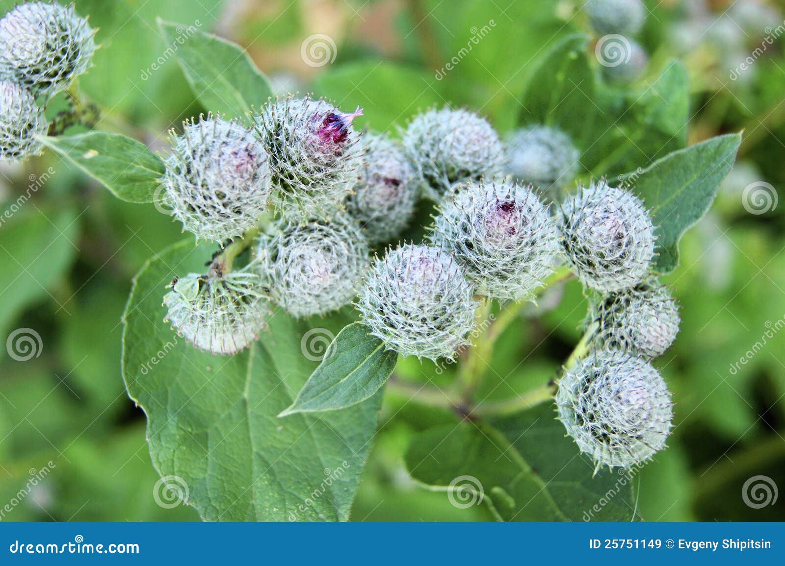 Cardo Selvatico Della Pianta Immagine Stock - Immagine di botanica ...