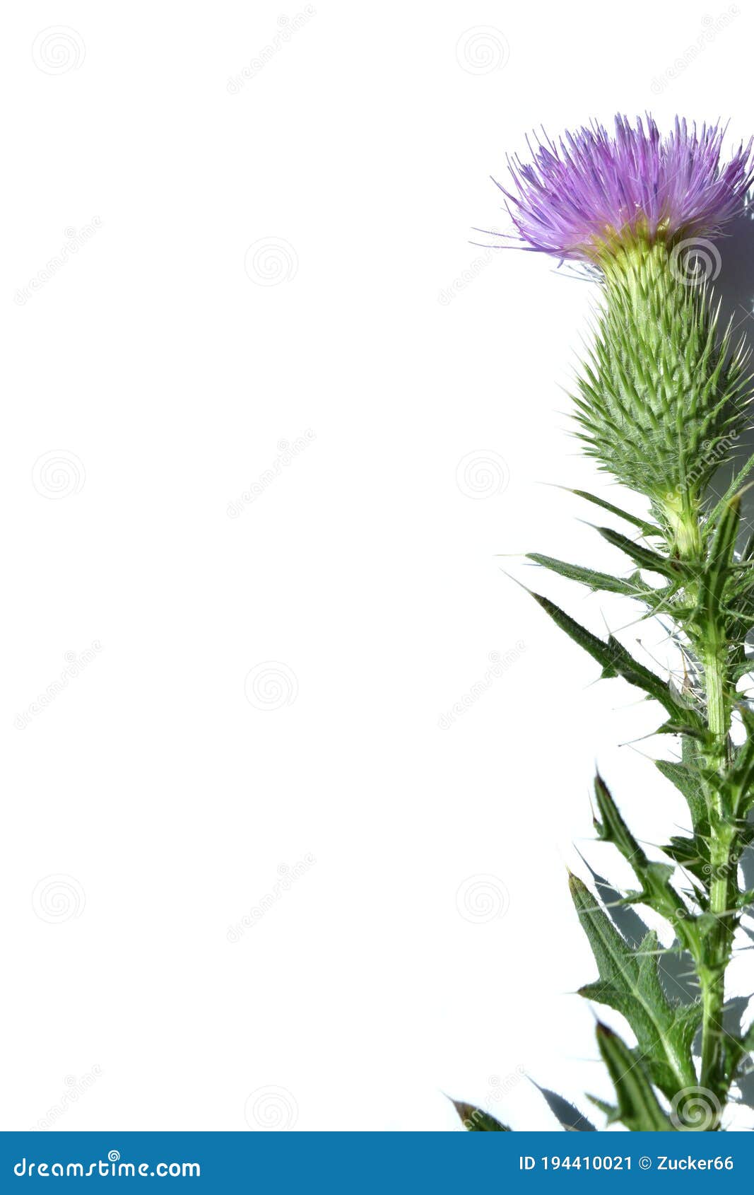 Cardo sobre fondo blanco imagen de archivo. Imagen de blanco - 194410021