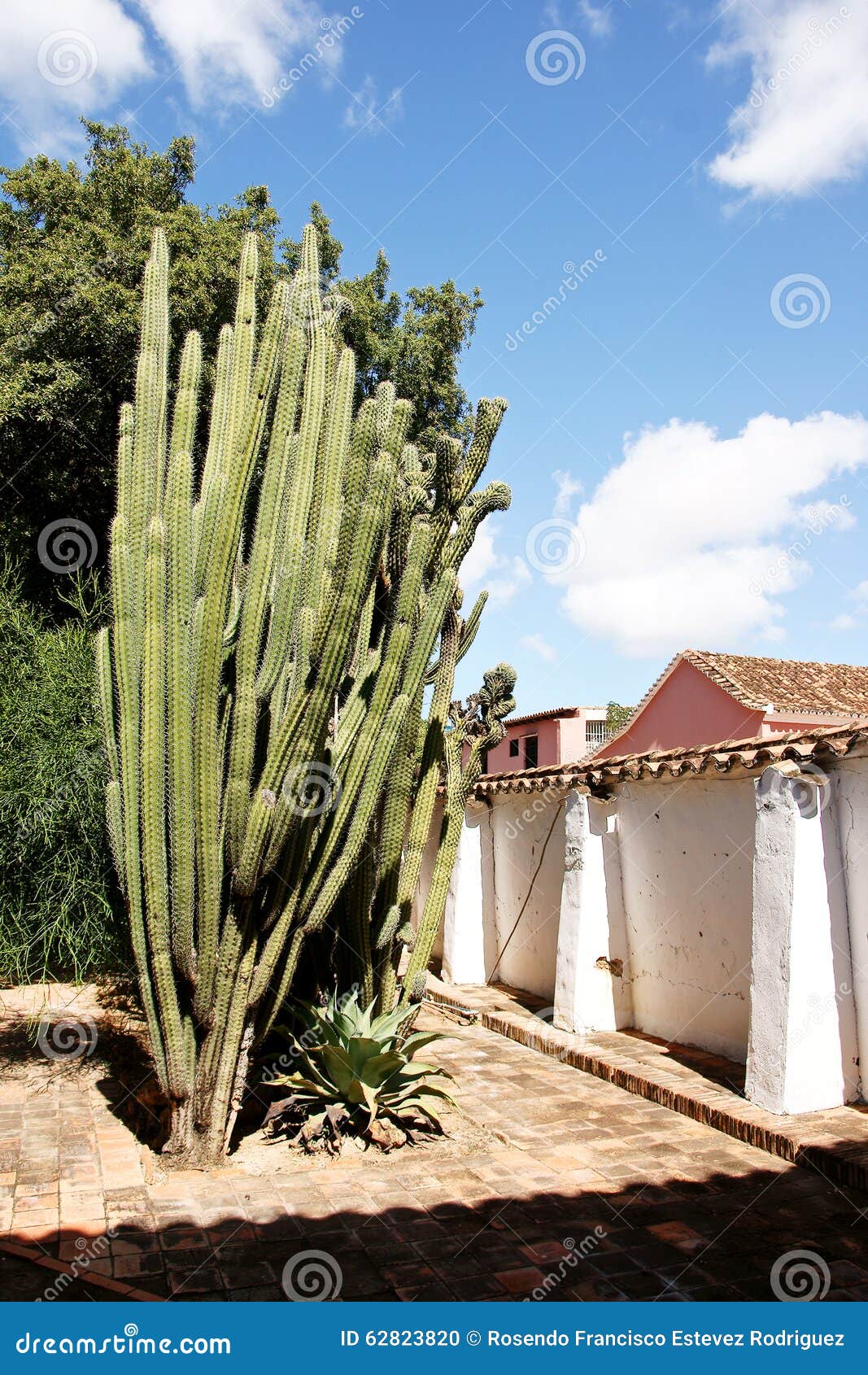Cardon стоковое фото. изображение насчитывающей внутренне - 62823820