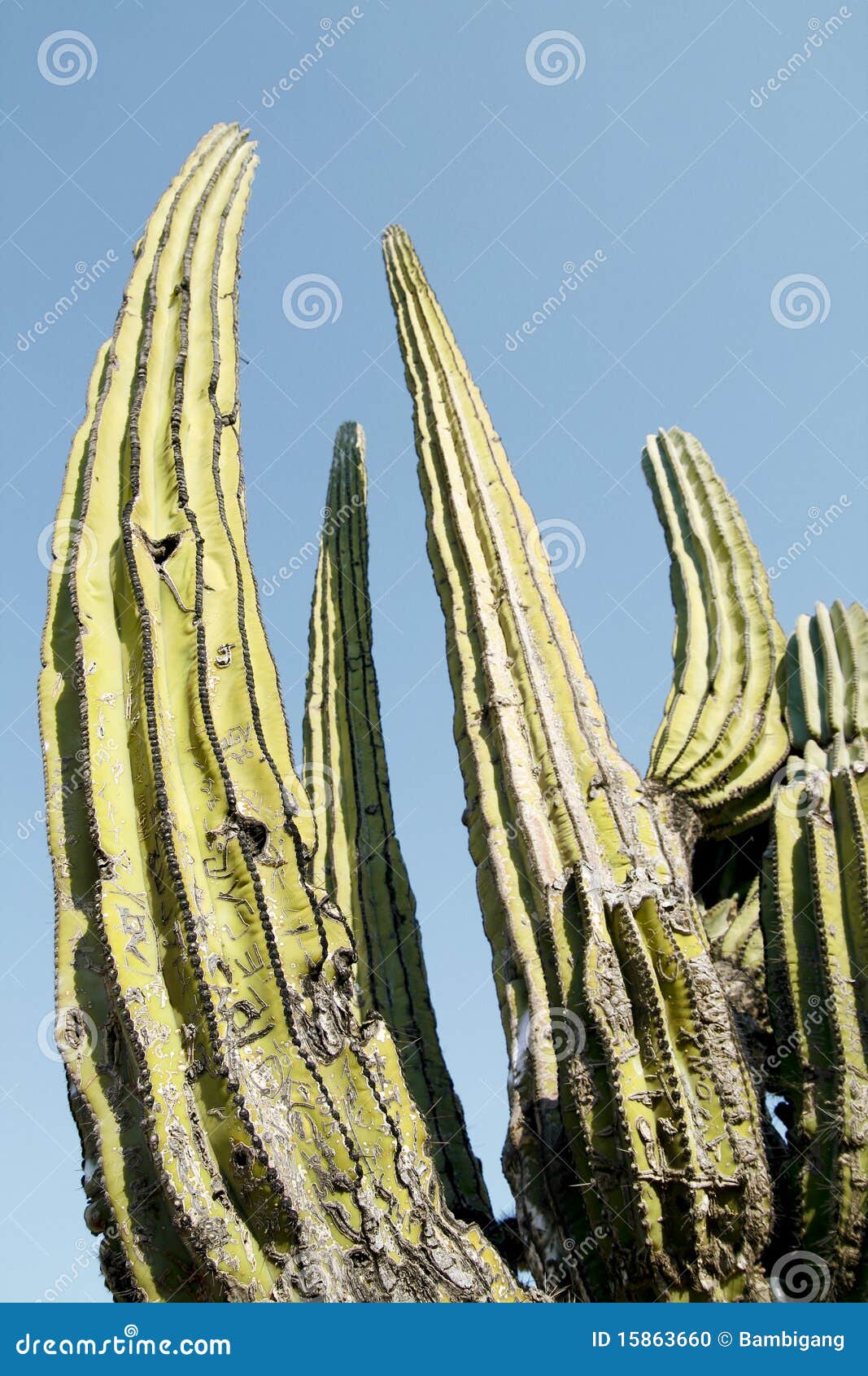 Cardon cactus stock photo. Image of desert, california - 15863660
