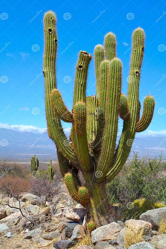 Cardon Cactus stock image. Image of barren, america, shrubs - 17512925