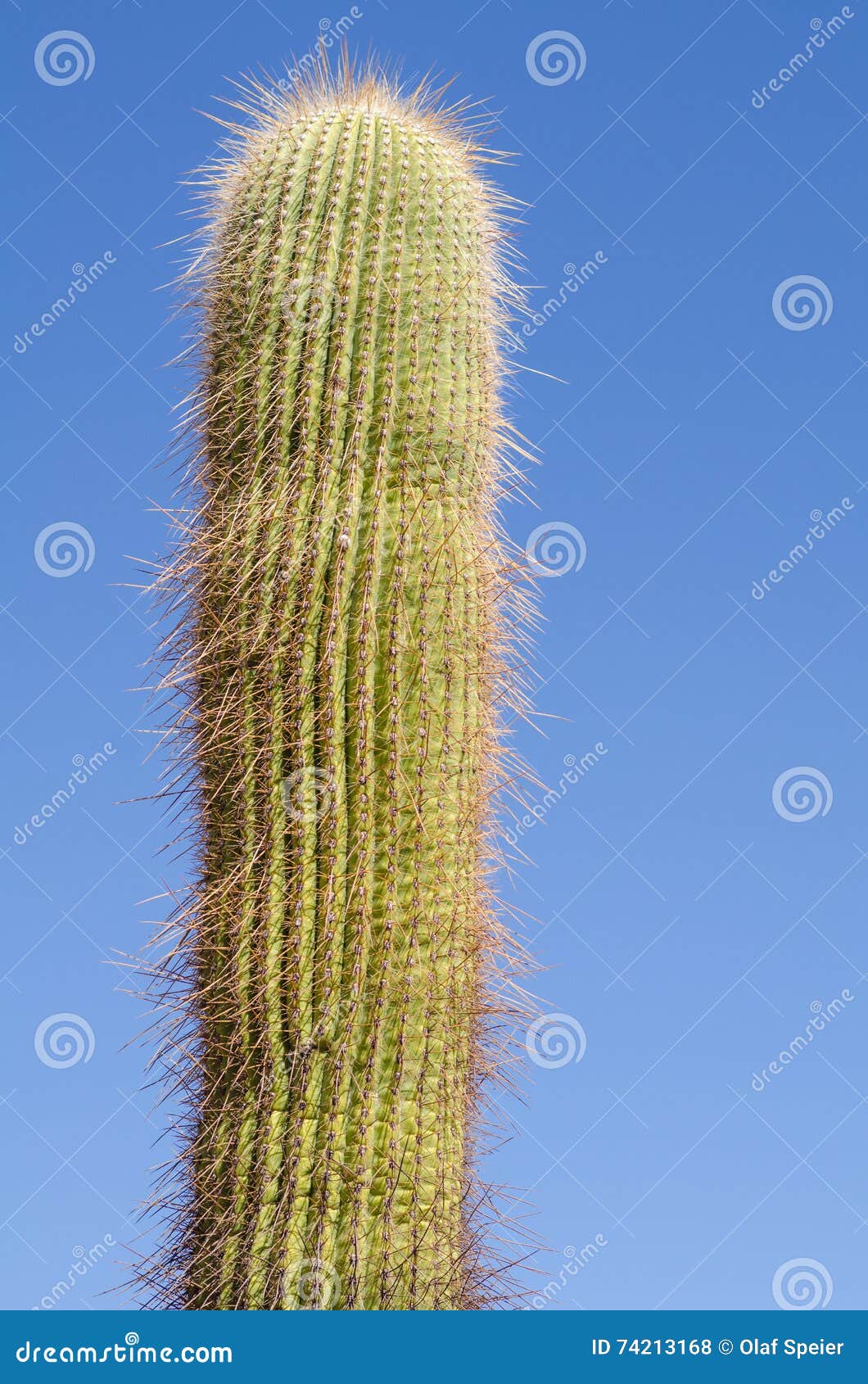 Cardon cactus stock photo. Image of vertical, space, echinopsis - 74213168