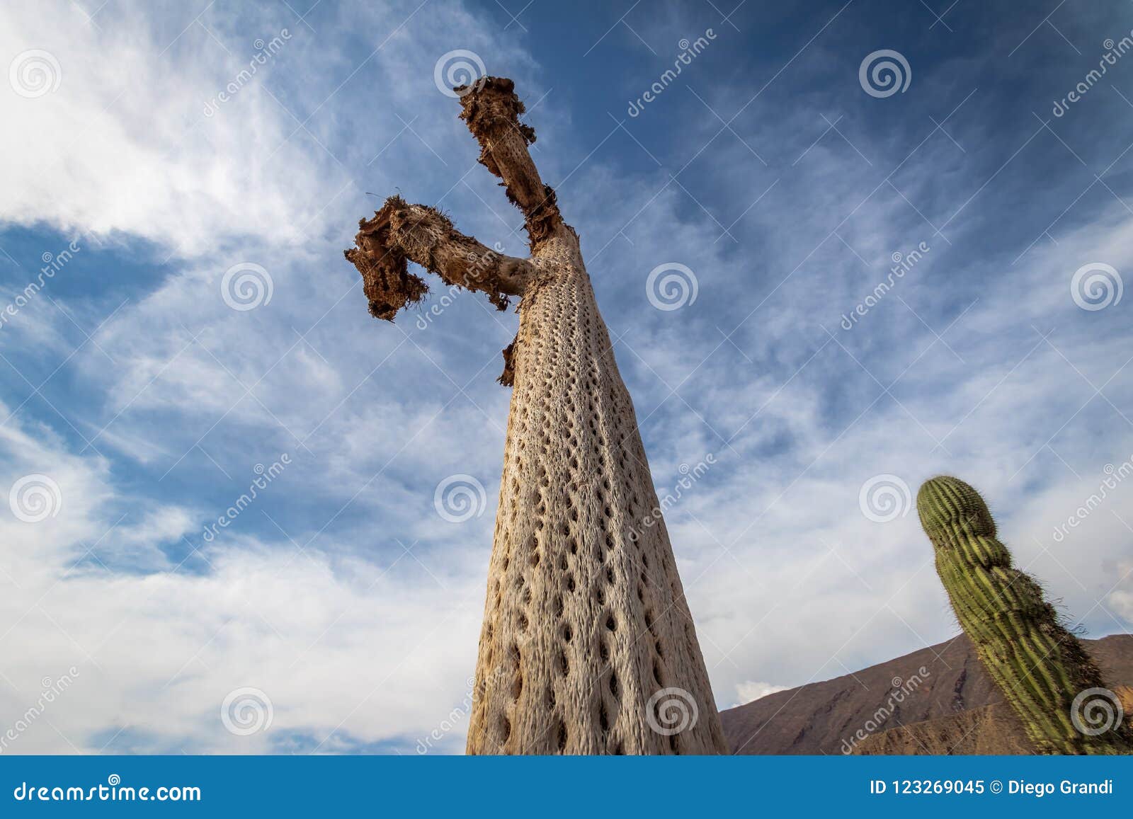 Cardon Cactus Wood at Pucara De Tilcara Pre-inca Ruins - Tilcara, Jujuy ... Cardon Cactus Wood at Pucara De Tilcara Pre-inca Ruins - Tilcara, Jujuy ...